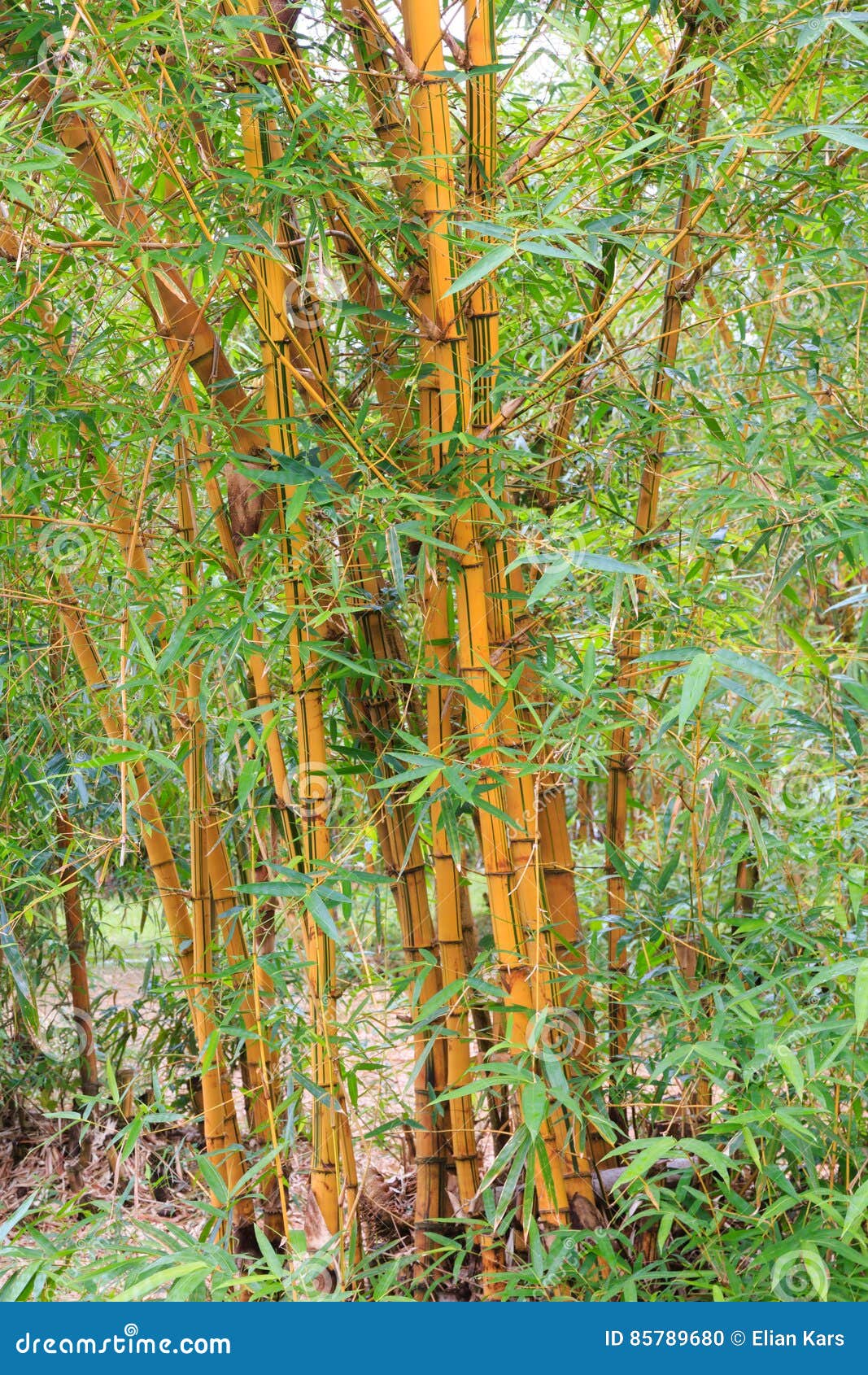 Golden bamboo stalks stock photo. Image of close, garden - 85789680