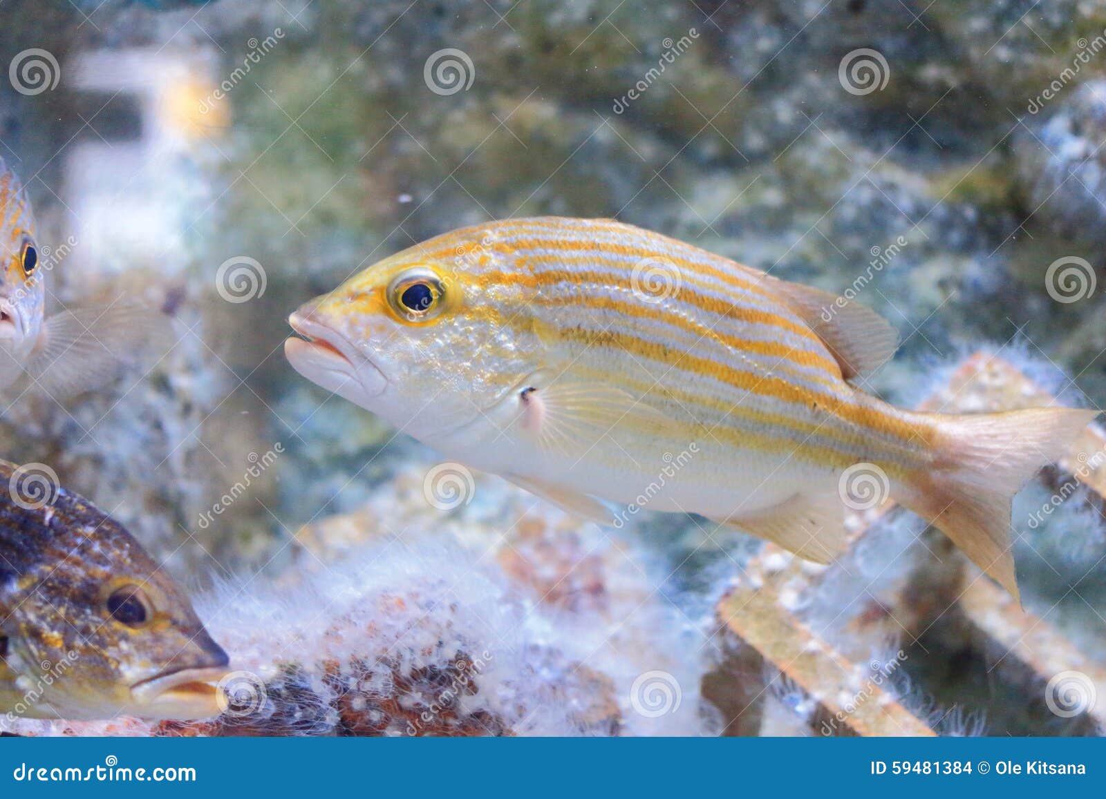 Golden-banded snapper stock photo. Image of snapper, chantaburi - 59481384
