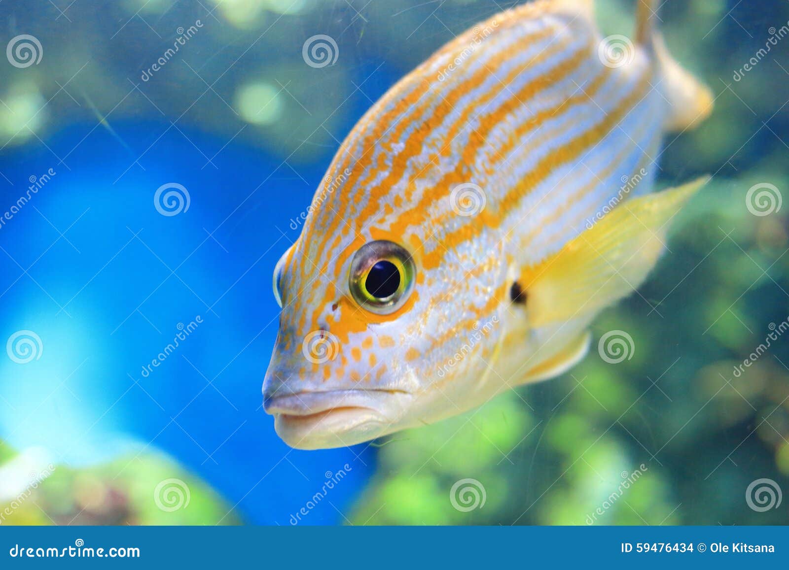 Golden-banded snapper stock photo. Image of chonburi - 59476434