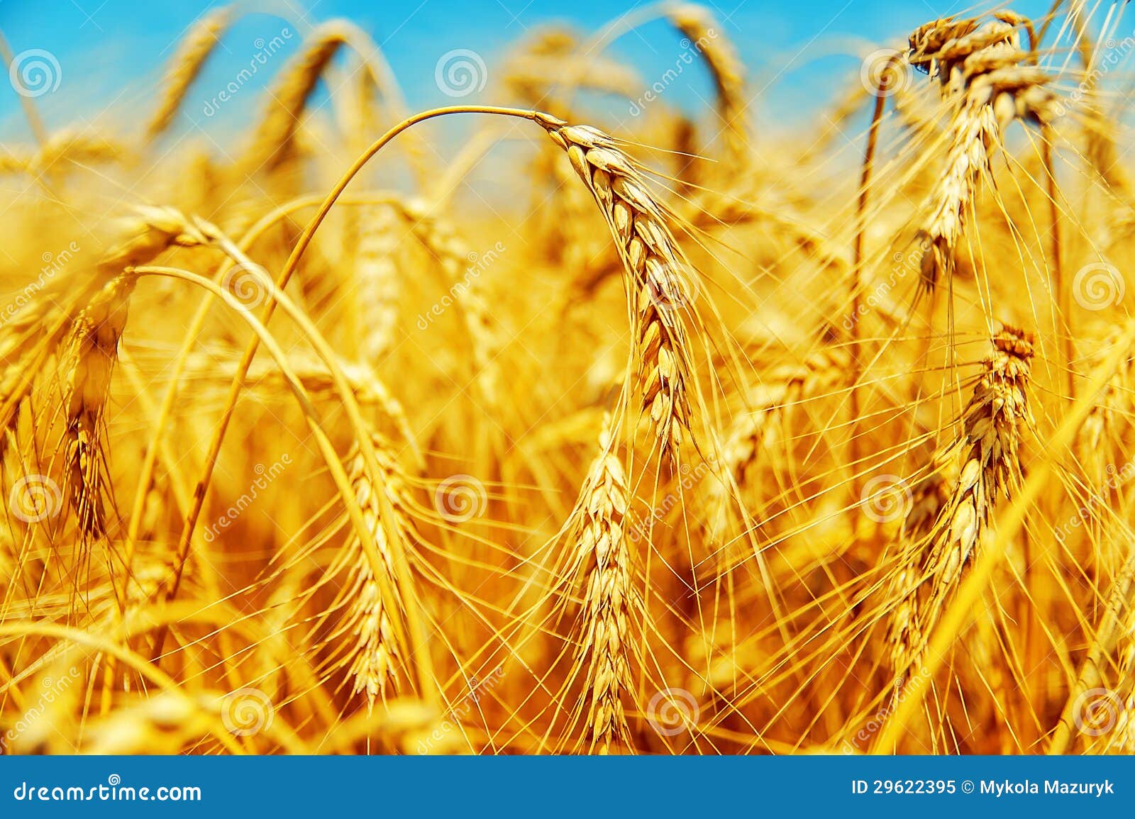 Golden barley stock image. Image of cereal, land, field - 29622395