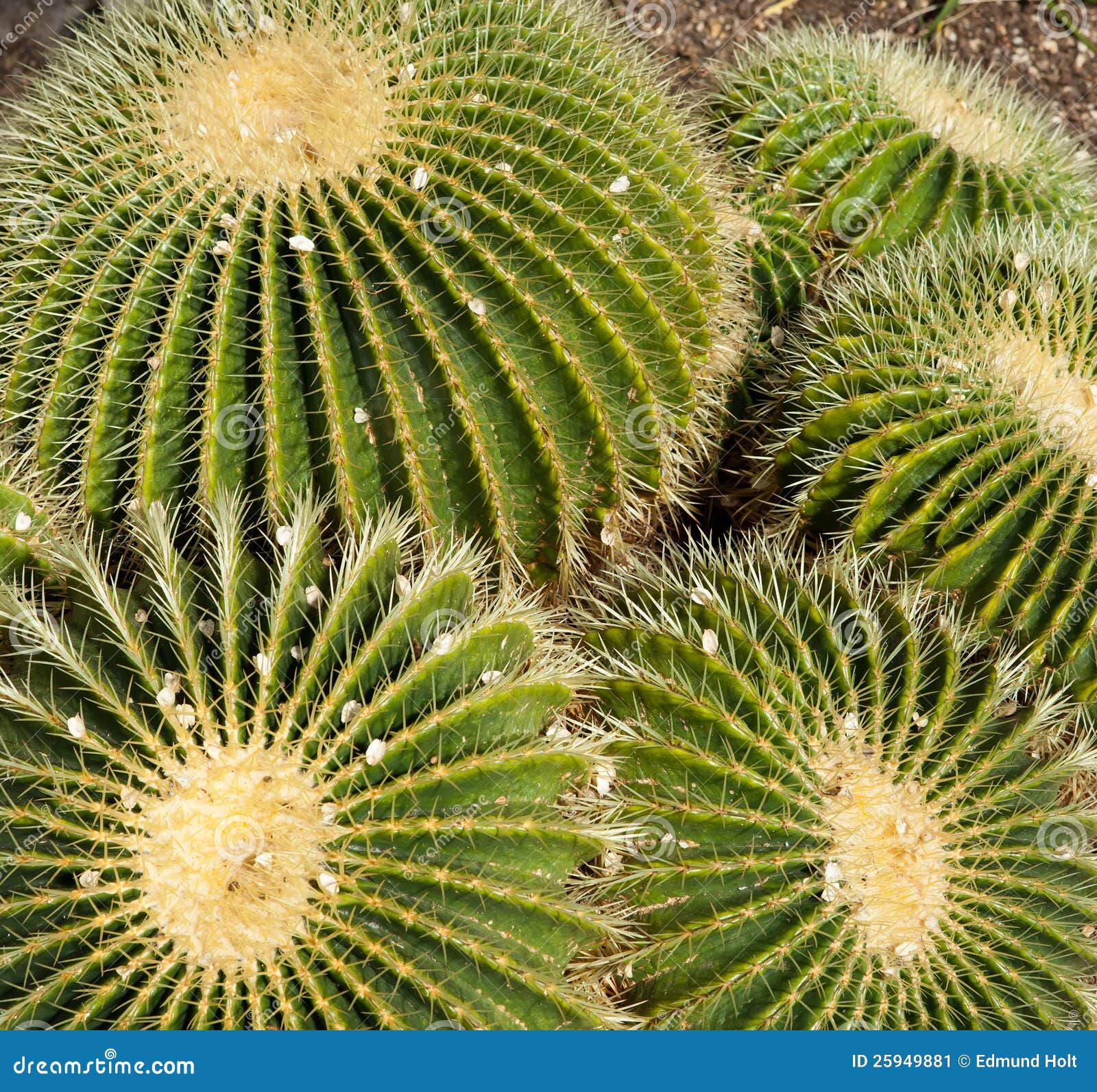 Golden Barrel Cactii stock image. Image of mexican, cactus - 25949881