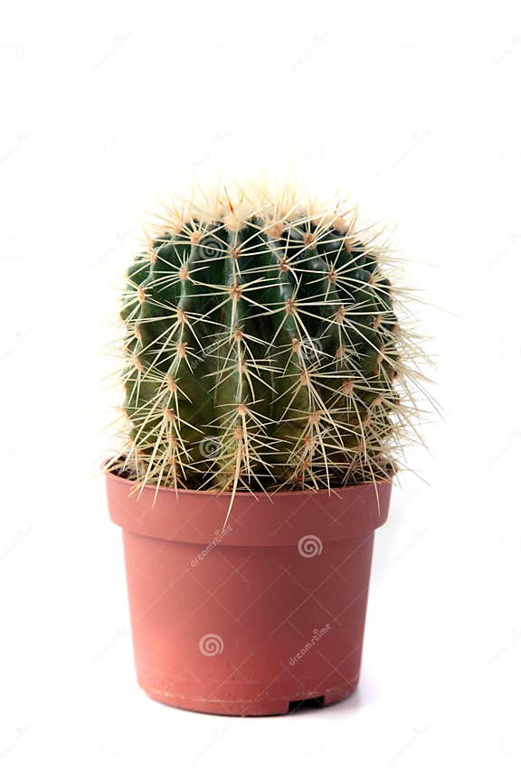 Golden barrel cactus stock image. Image of natural, grusonii - 12670805