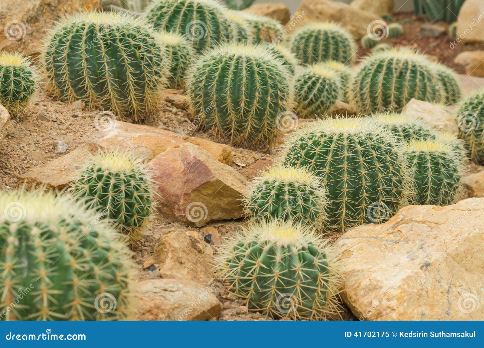 Barrel Cactus, Ferocactus Wislizeni Cactaceae Also Known As Arizona ...