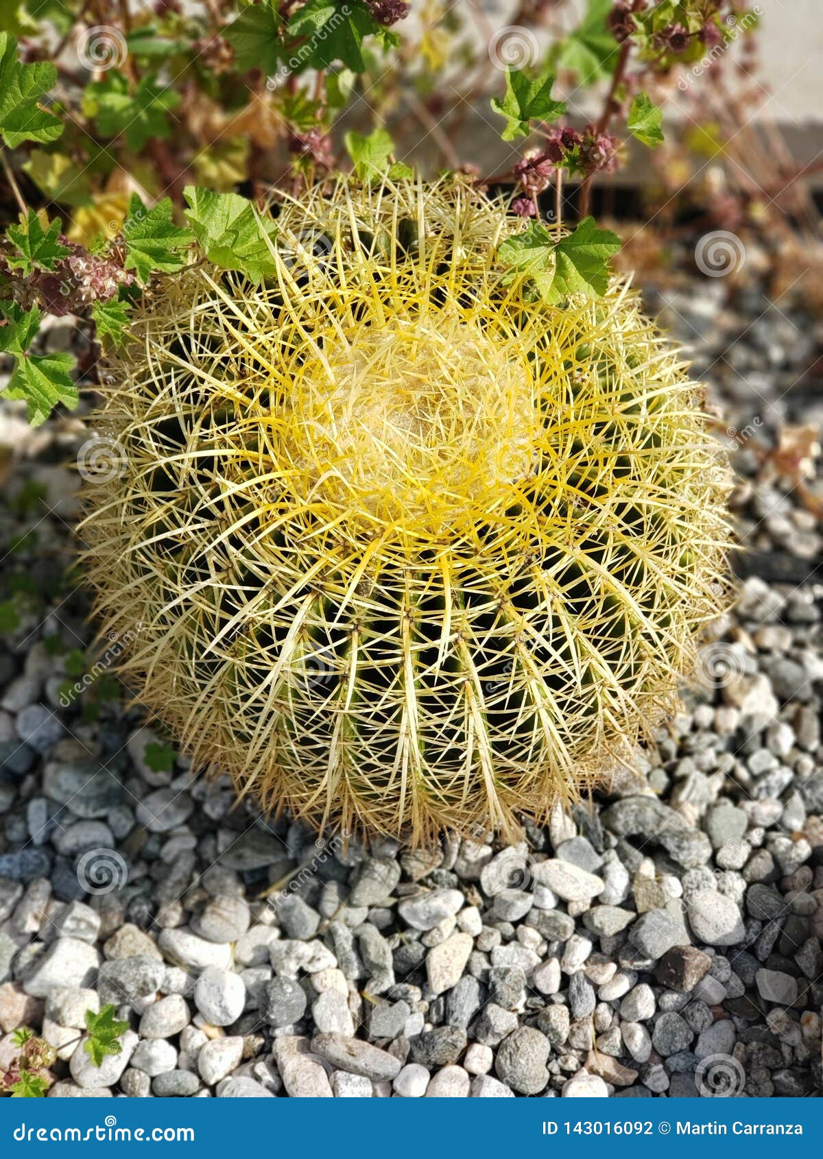 Golden Barrel Cactus stock photo. Image of cactus, plant - 143016092