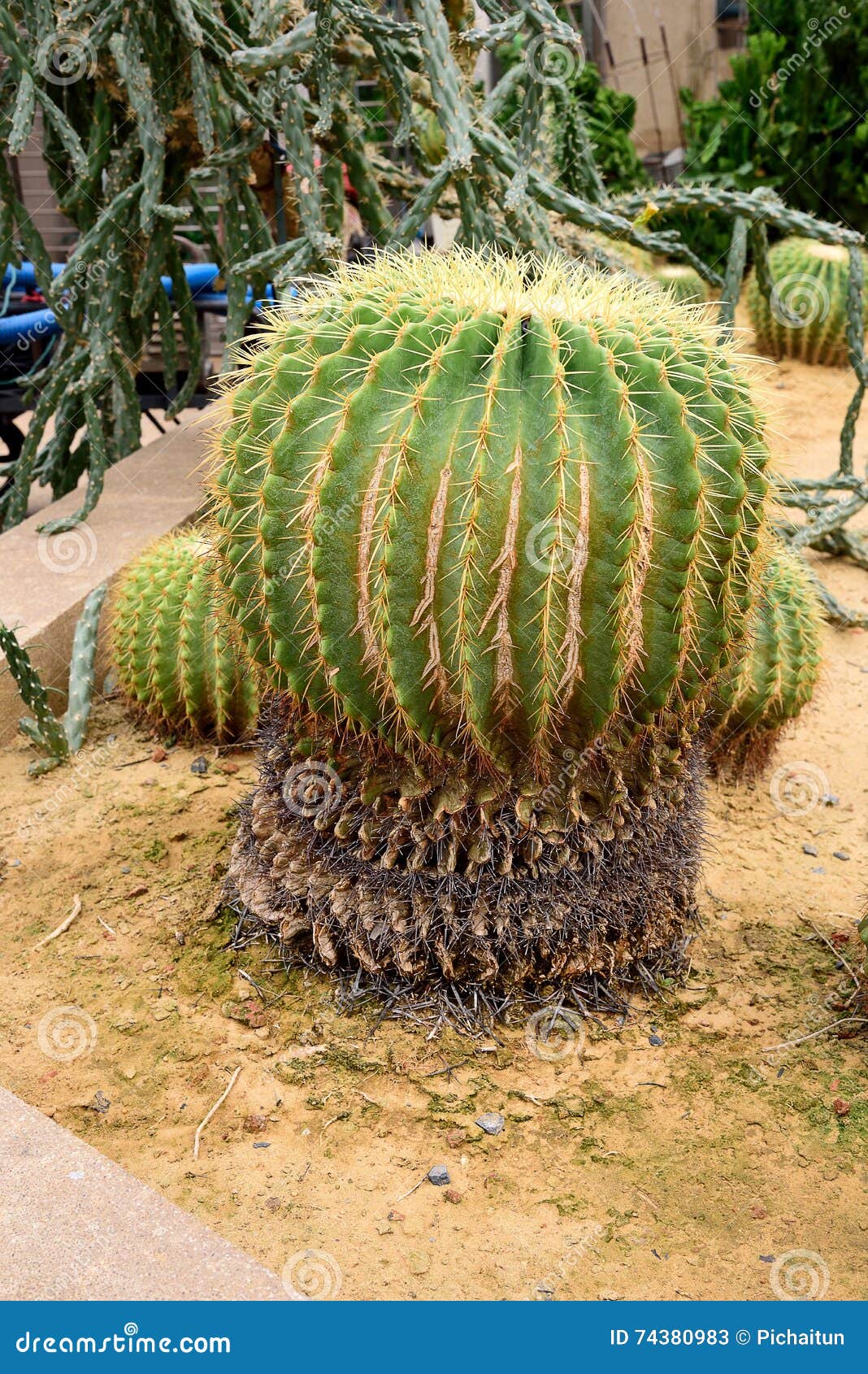 Golden barrel cactus stock image. Image of spherical - 74380983
