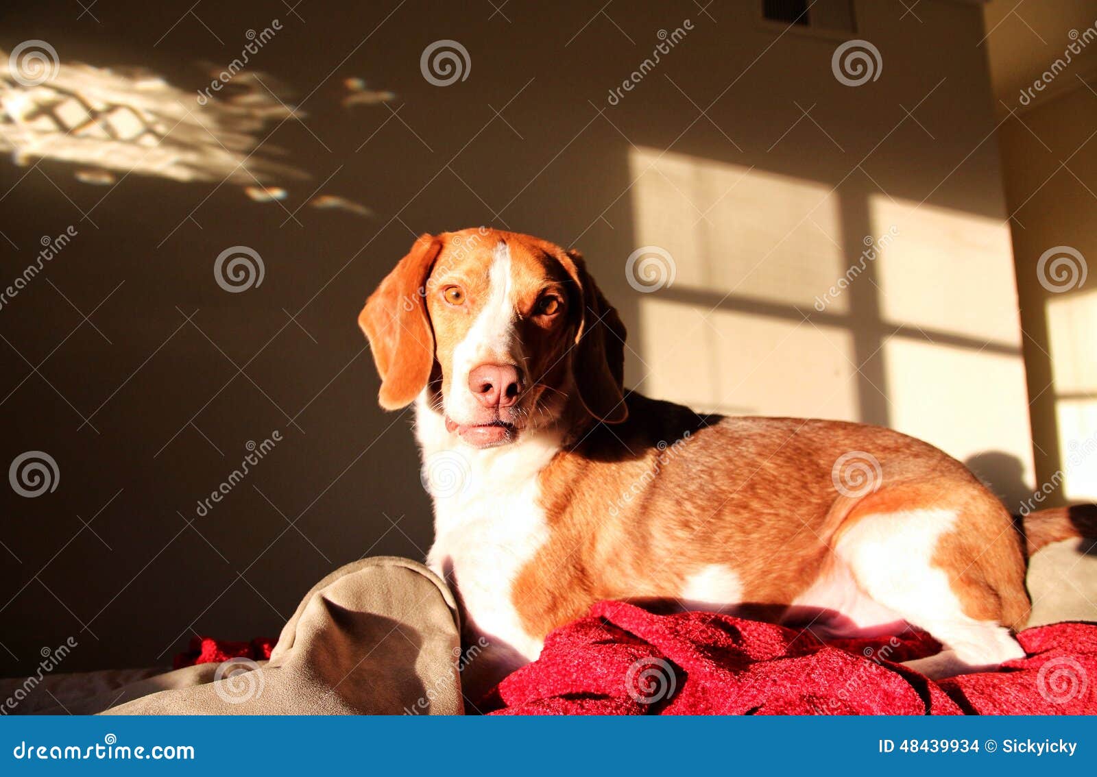 A golden beagle stock photo. Image of golden, afternoon - 48439934