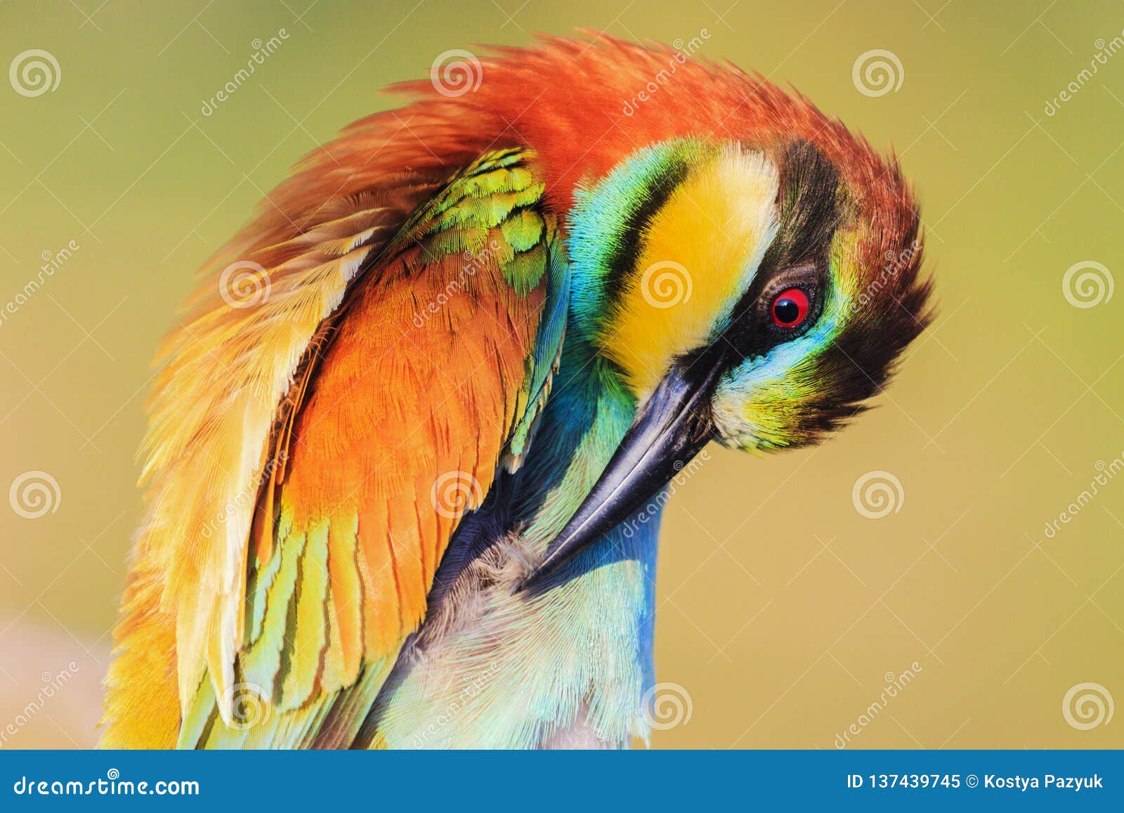 Golden Bee-eater Cleans Colored Feathers Stock Image - Image of colors ...