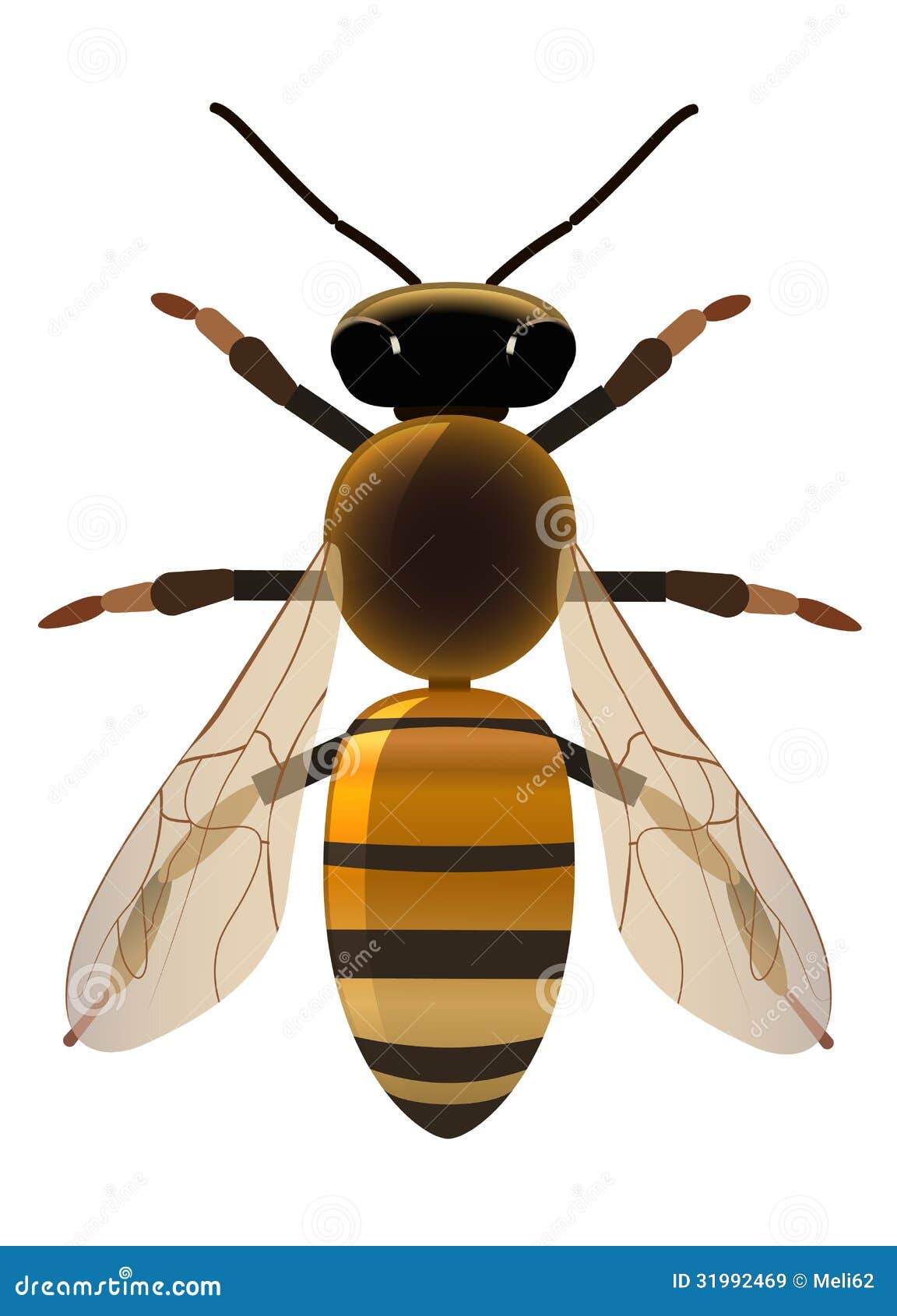 Golden bee stock vector. Illustration of background, colorful - 31992469