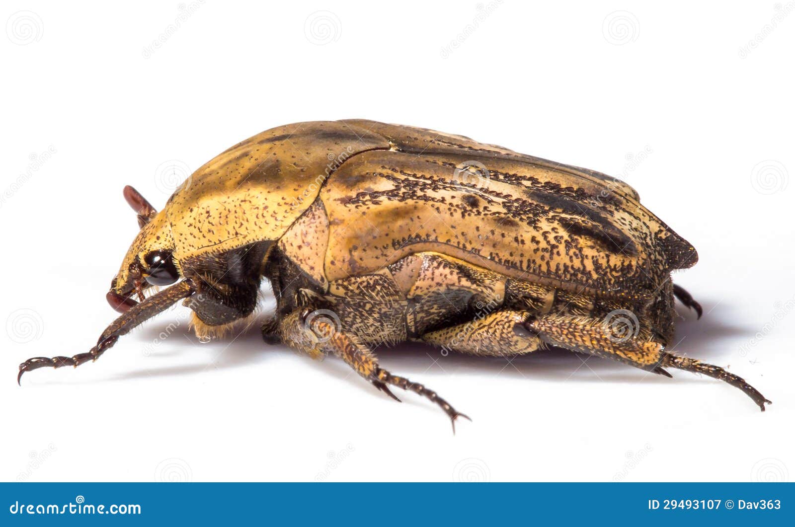 Golden Beetle stock image. Image of wild, gold, nature - 29493107