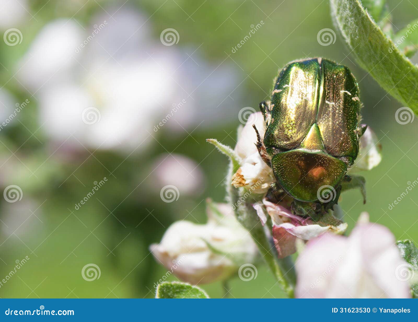 Golden beetle stock photo. Image of farm, wild, appletrees - 31623530