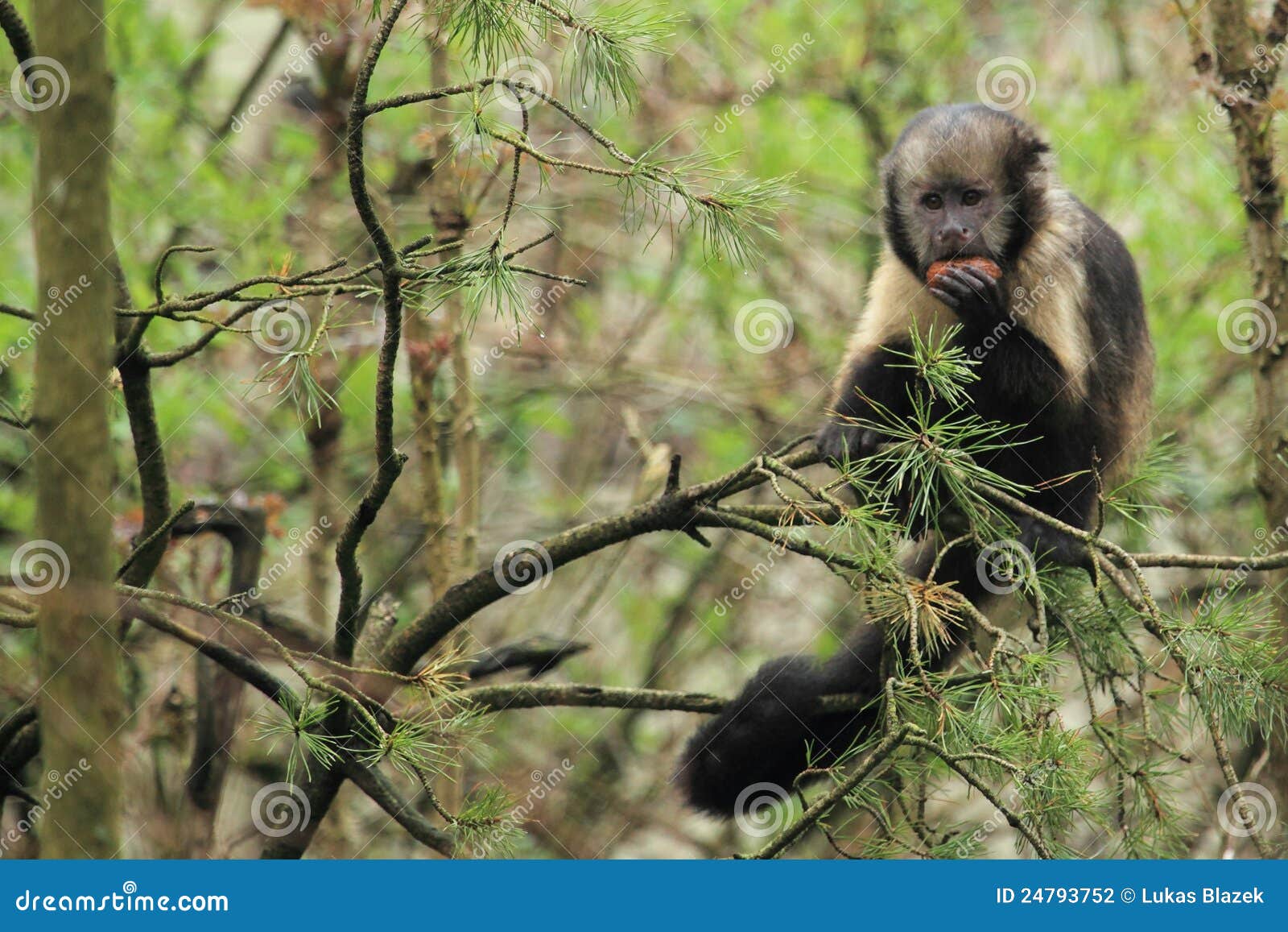 Golden bellied capuchin stock photo. Image of food, xanthosternos ...