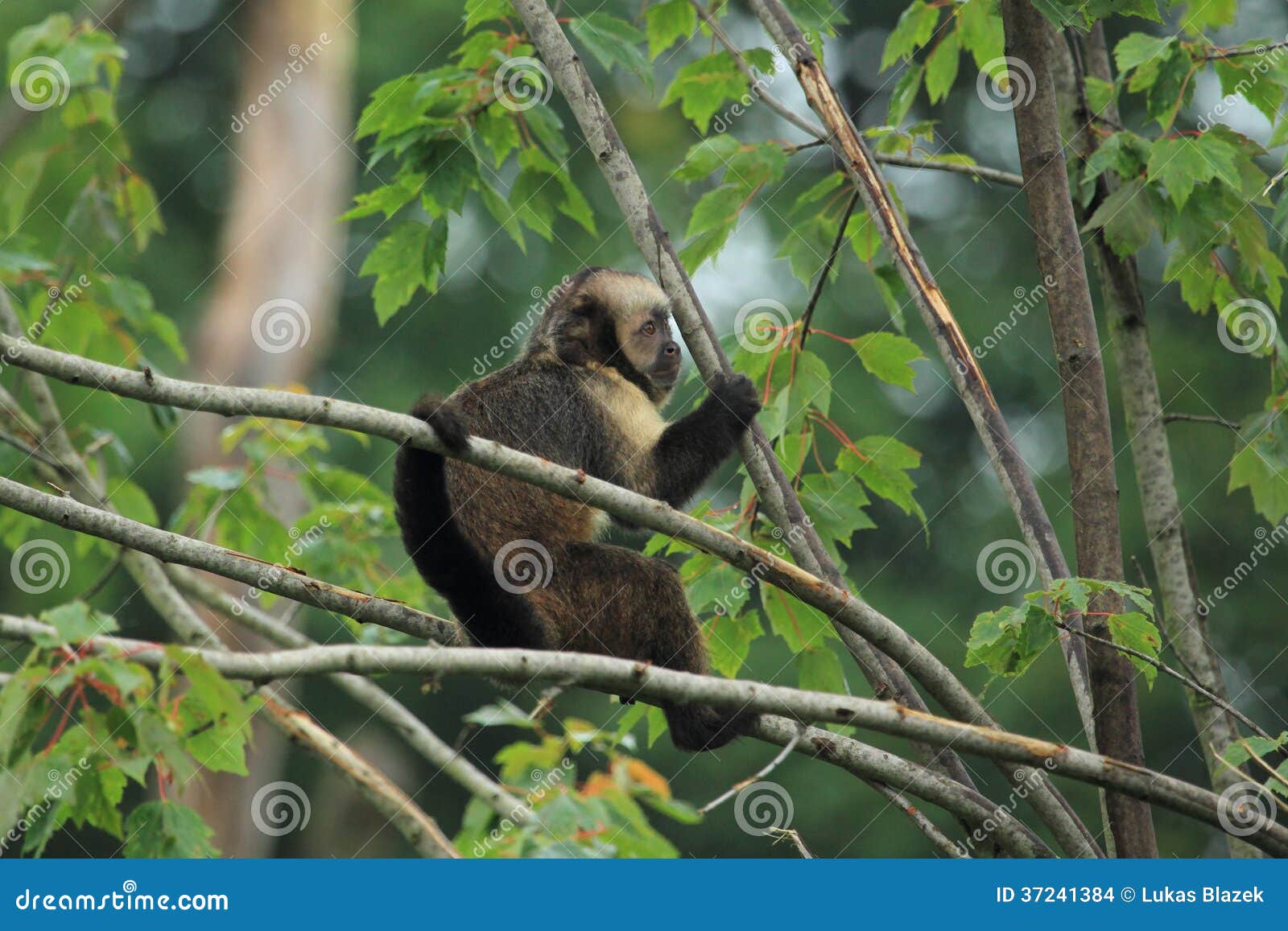 Golden-bellied capuchin stock photo. Image of primate - 37241384