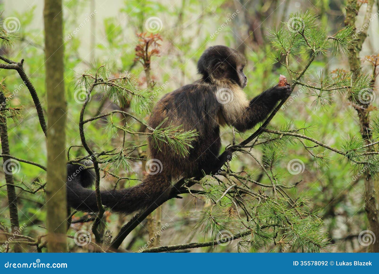 Golden-bellied capuchin stock photo. Image of branch - 35578092