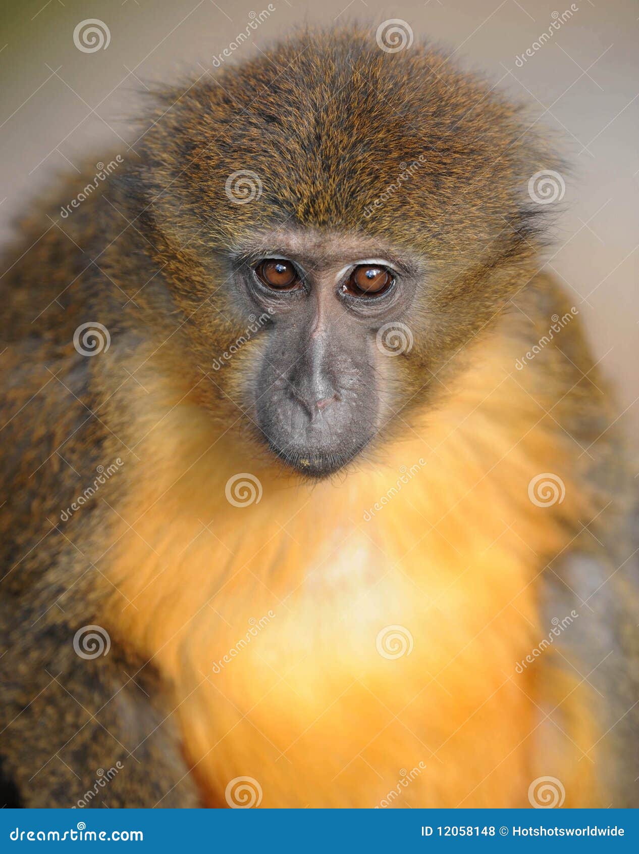 Golden Bellied Mangabey Monkey Close Up Looking Stock Photo - Image of ...