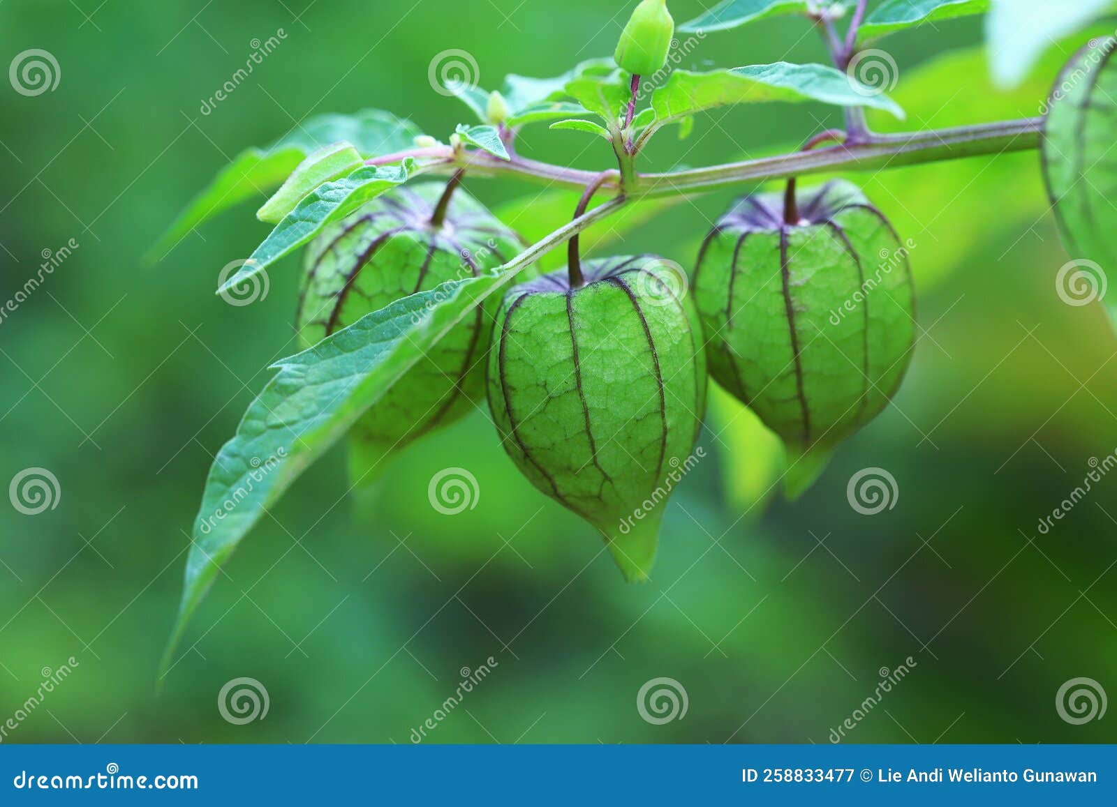 Golden Berry Aka Groundcherry Fruit Plant Stock Image - Image of grass ...