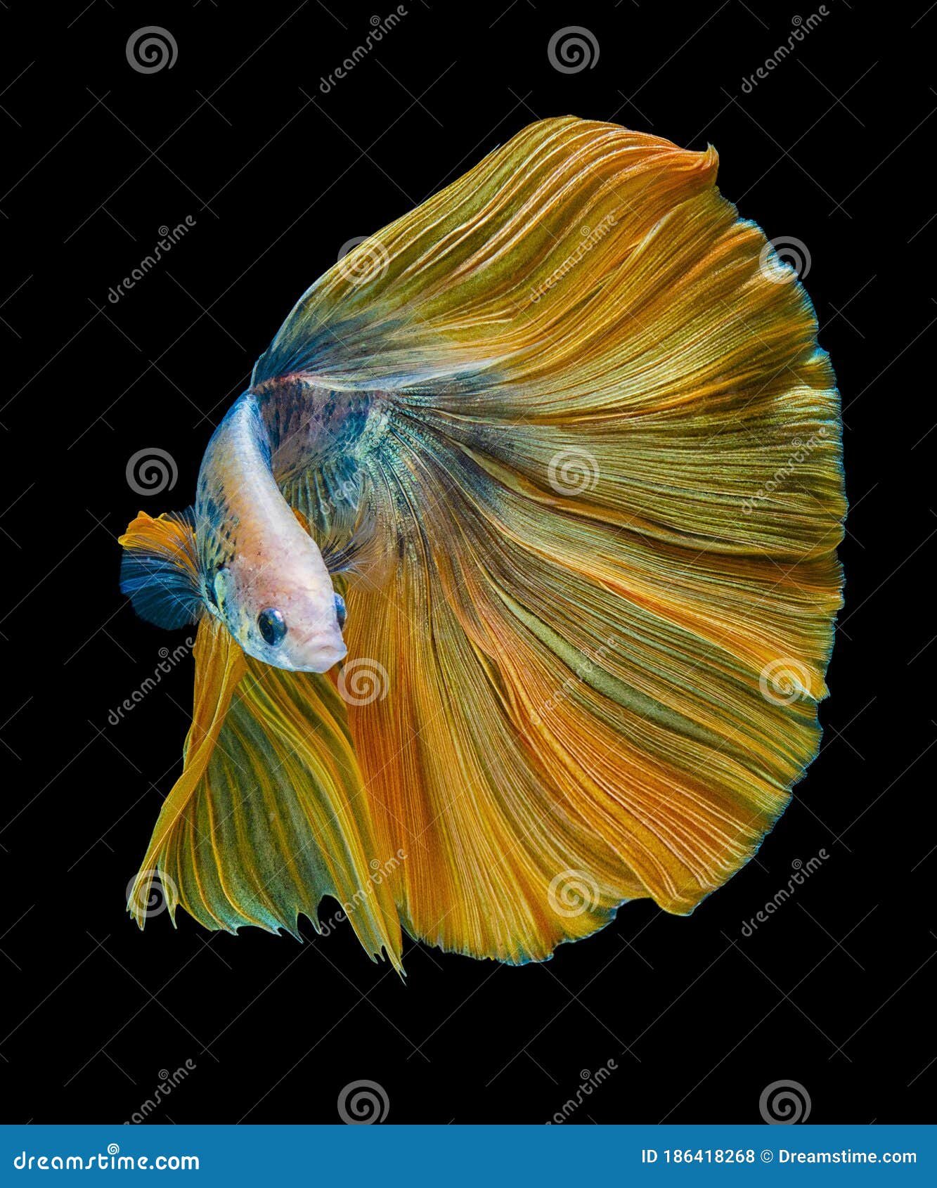 Golden Betta Fish stock photo. Image of color, awasome - 186418268