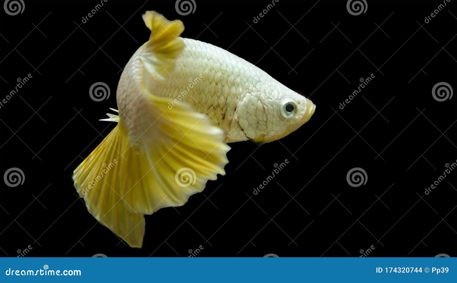 Golden Betta Fish stock photo. Image of golden, plakat - 174320744