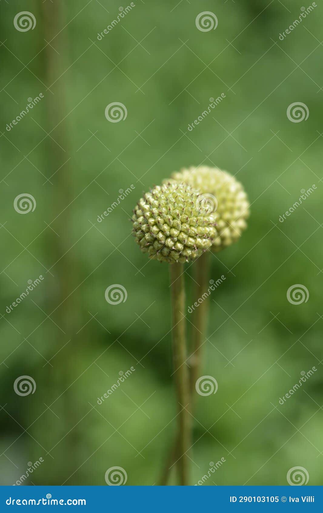 Golden billy-buttons stock image. Image of billybuttons - 290103105