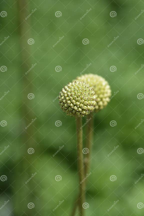 Golden billy-buttons stock image. Image of billybuttons - 290103105