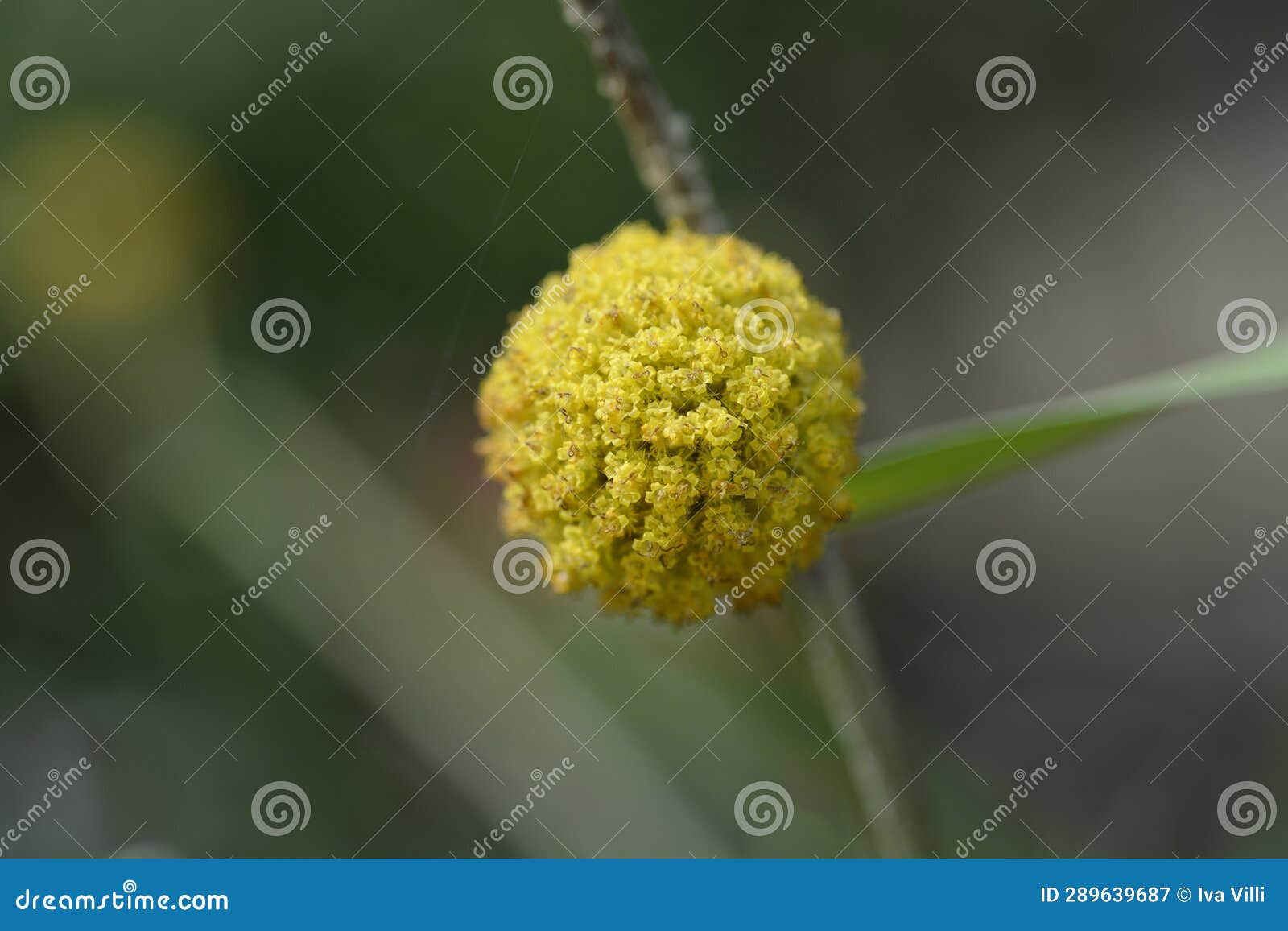 Golden billy-buttons stock image. Image of globosus - 289639687