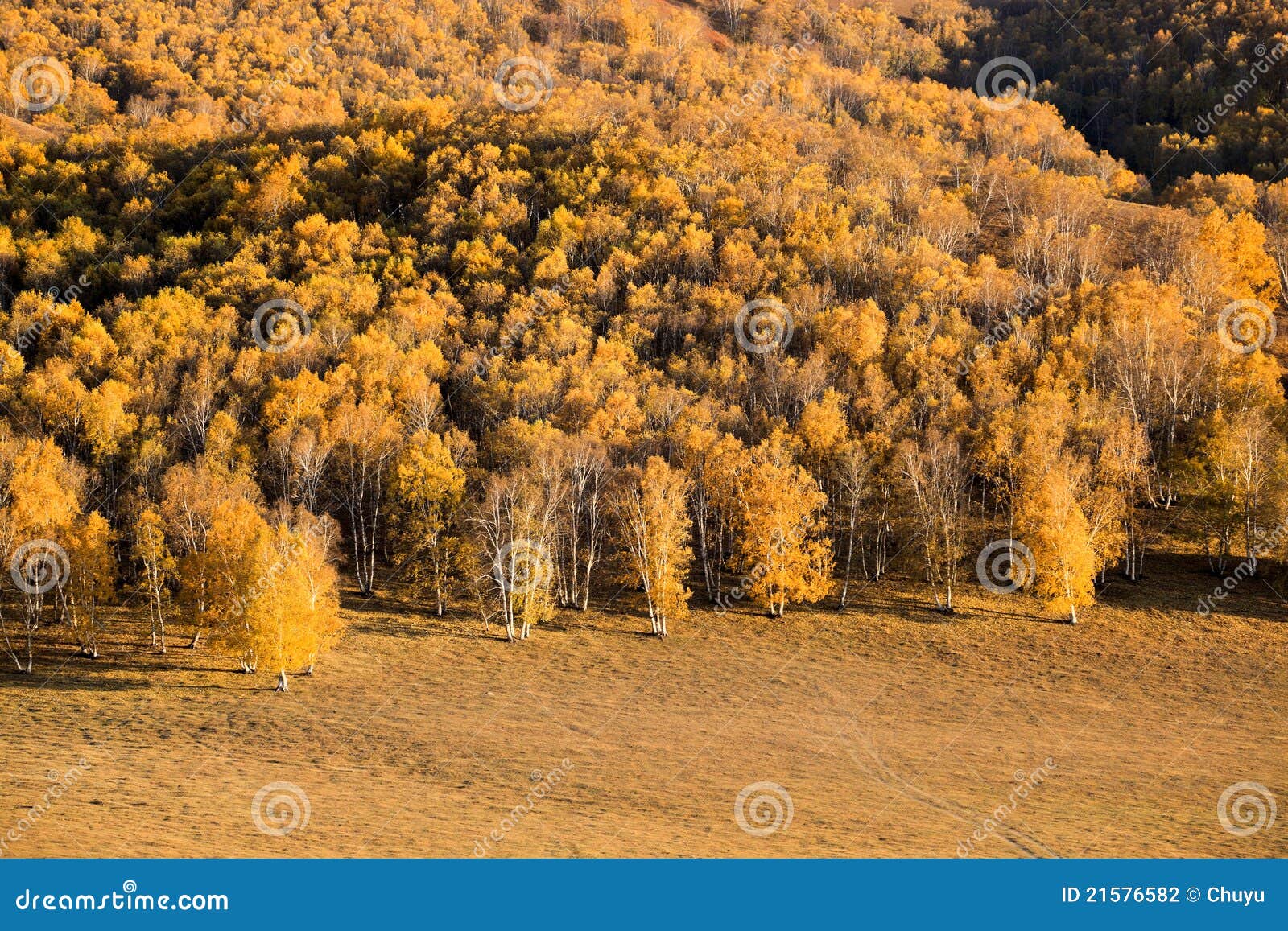 Golden Birch Forest in Autumn Stock Photo - Image of autumn, tree: 21576582 Golden Birch Forest in Autumn Stock Photo - Image of autumn, tree: 21576582