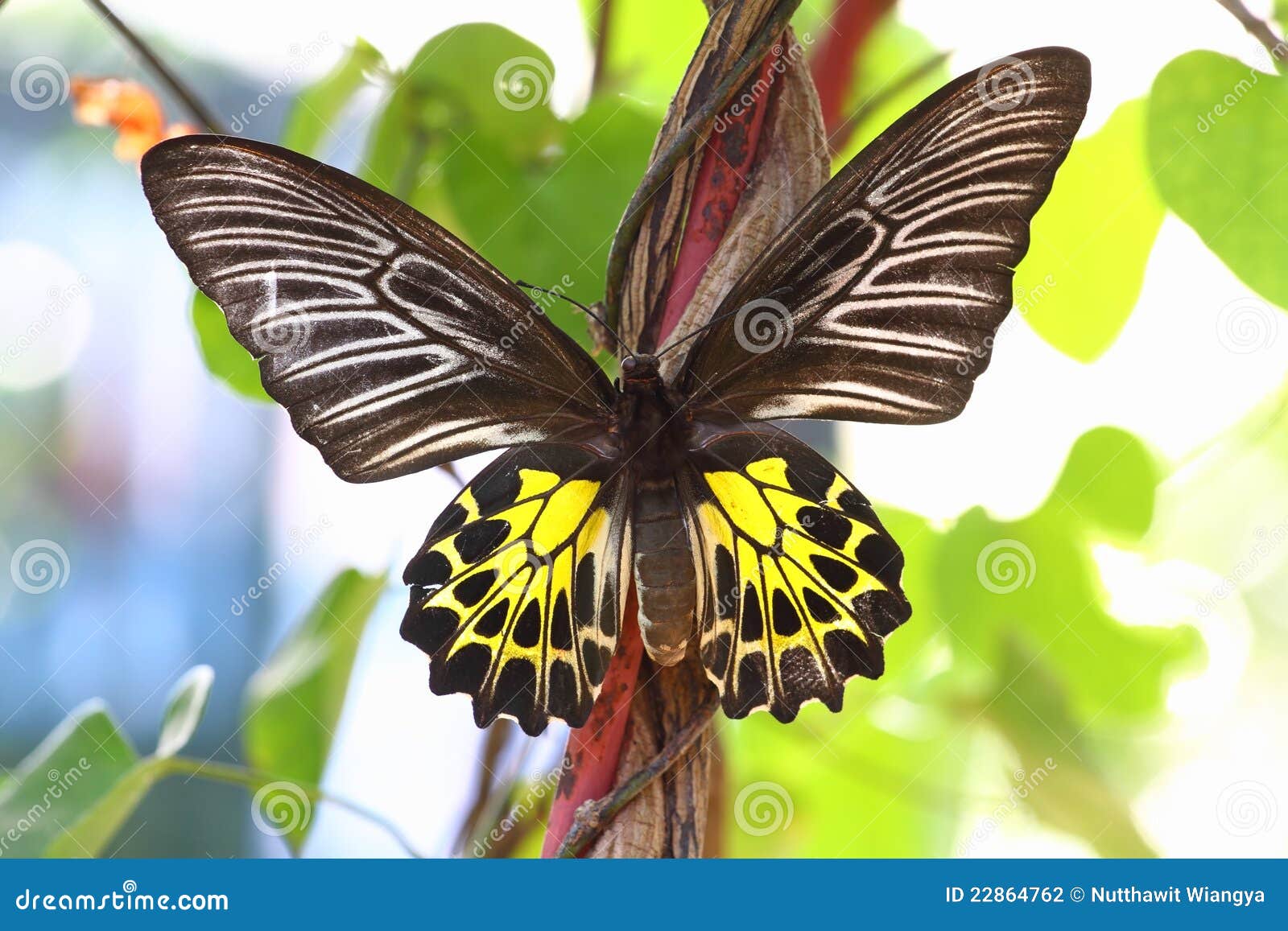 Golden Birdwing butterfly stock photo. Image of resting - 22864762