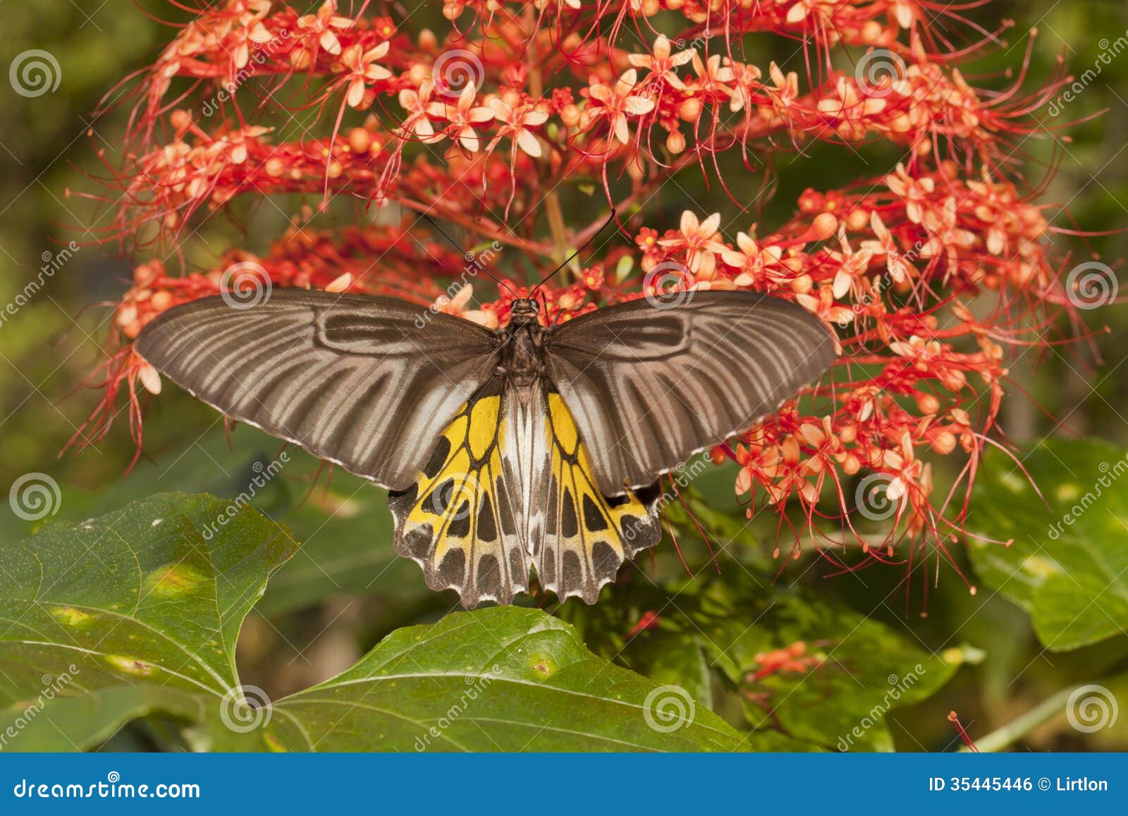 Golden birdwing butterfly stock photo. Image of tropical - 35445446