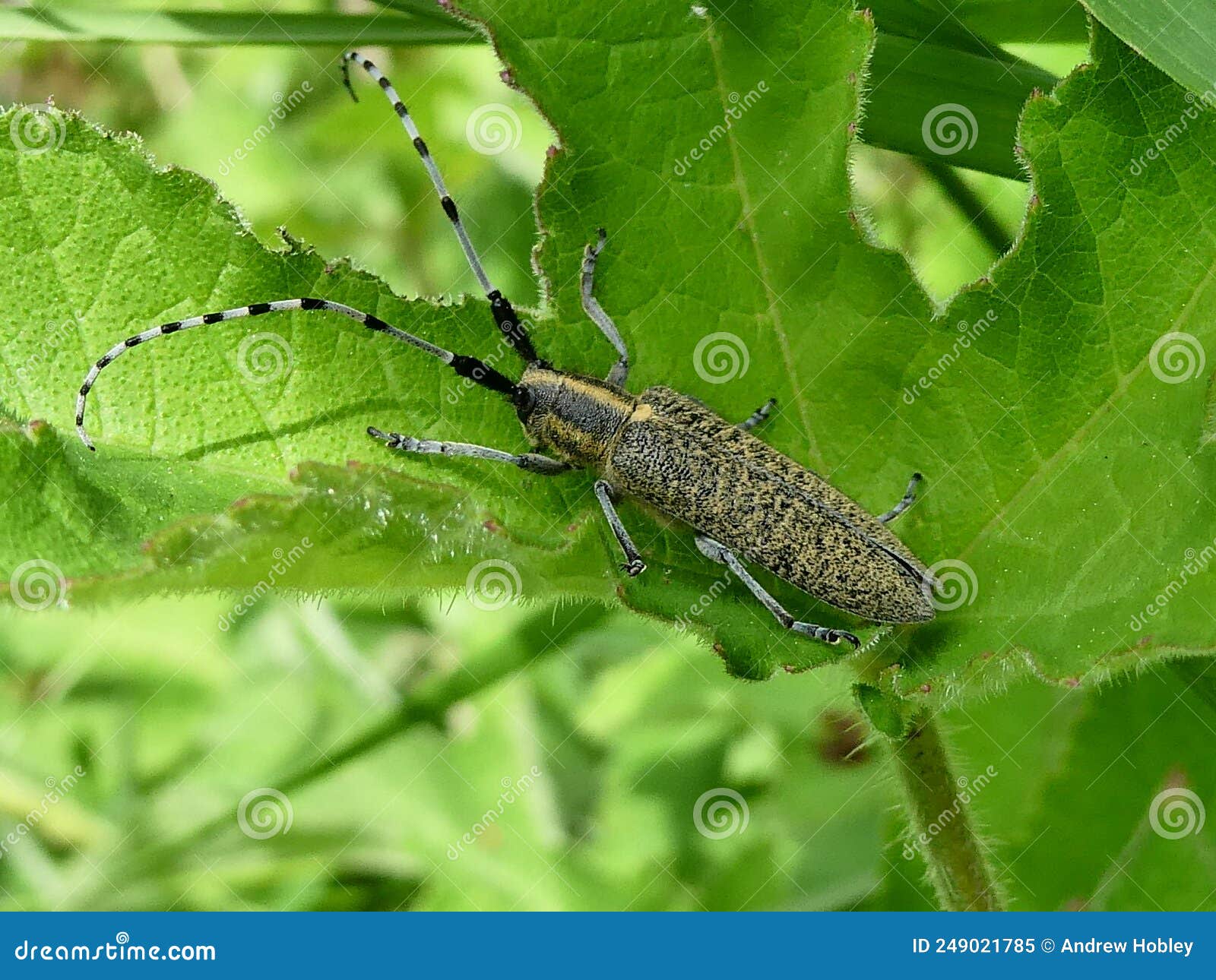 Golden Bloomed Grey Longhorn Beetle 02 Stock Image - Image of insect ...