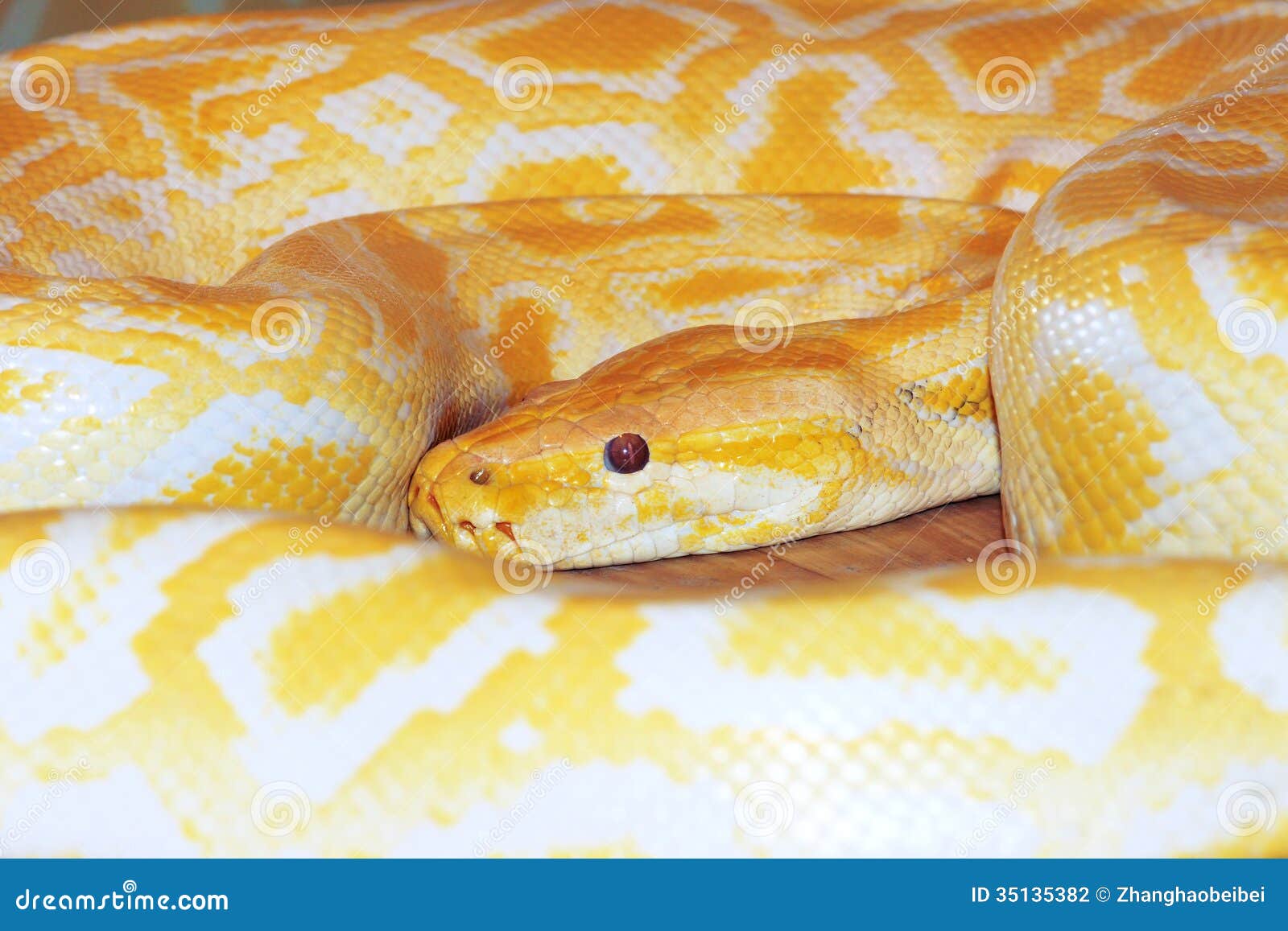 Golden boa stock photo. Image of natural, gold, wild - 35135382