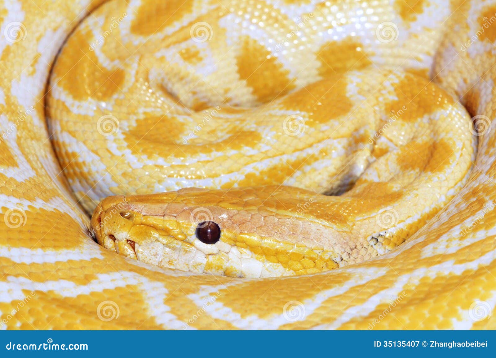 Golden boa stock image. Image of wildlife, closeup, animal - 35135407