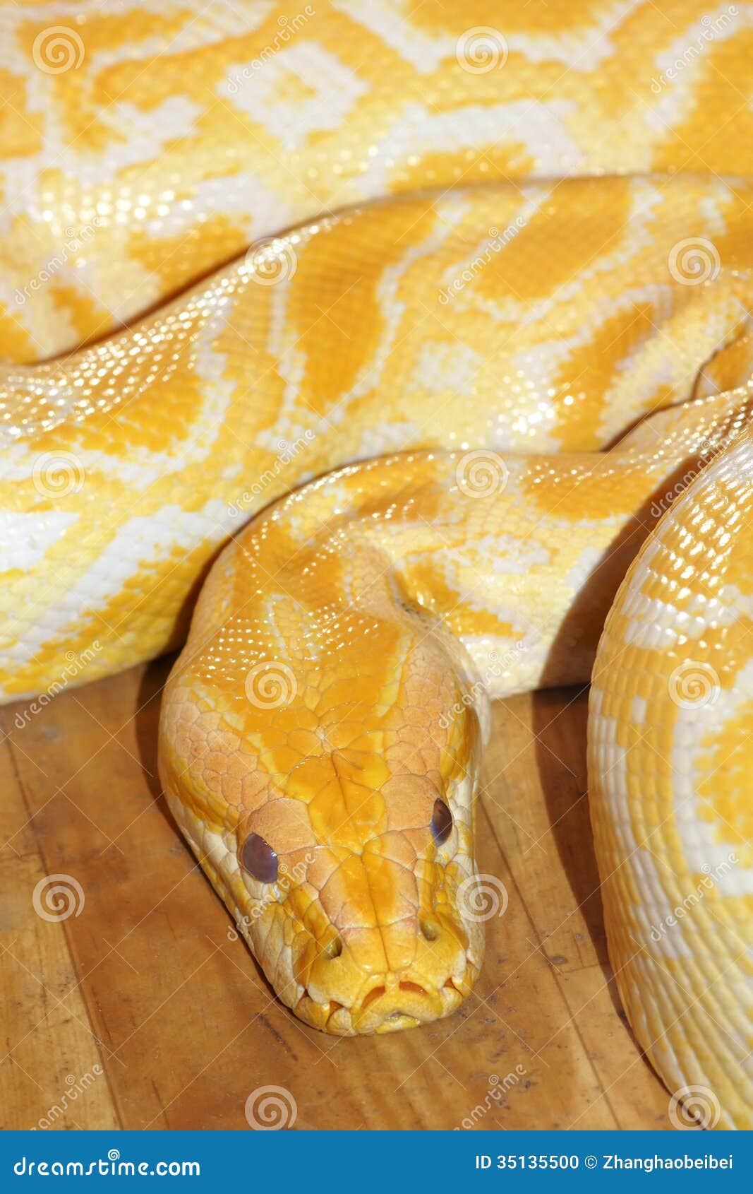 Golden boa stock photo. Image of reptile, natural, head - 35135500