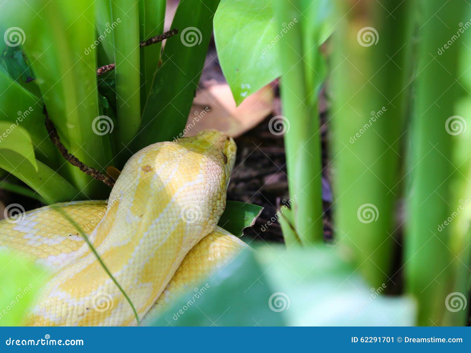 Golden Boa stock image. Image of sleep, serpent, animal - 62291701