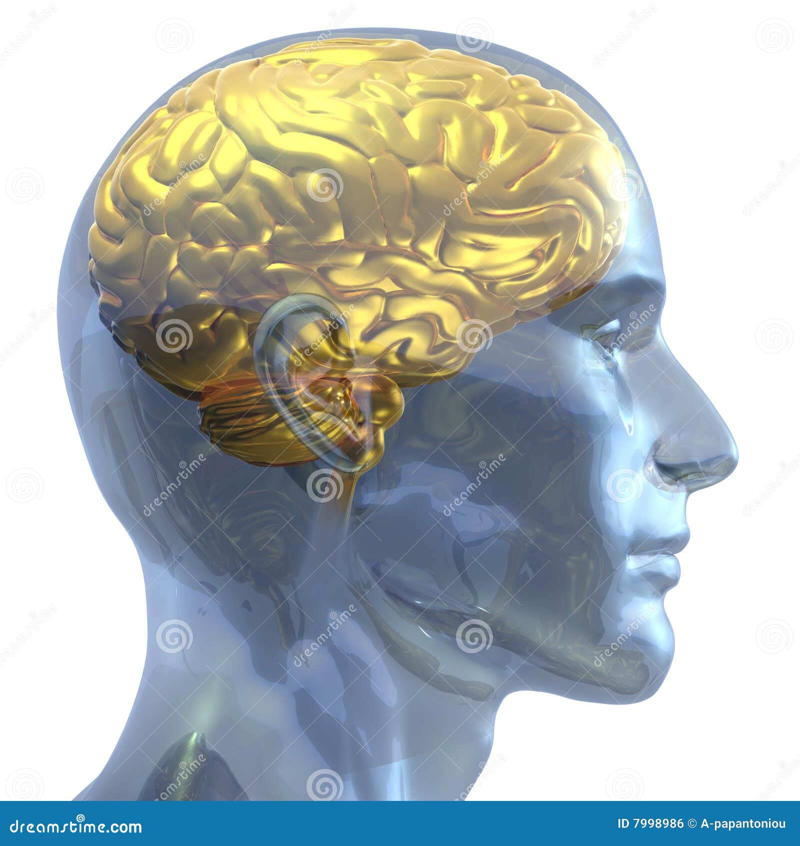 Golden Brain stock illustration. Illustration of medical - 7998986