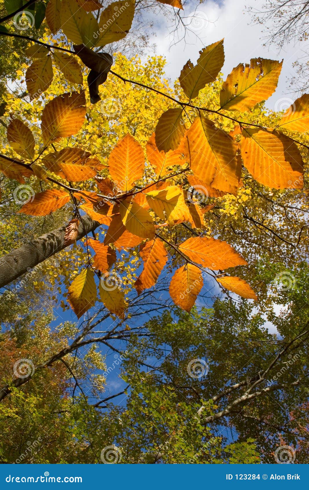 Golden Branch stock photo. Image of nature, close, autumn - 123284
