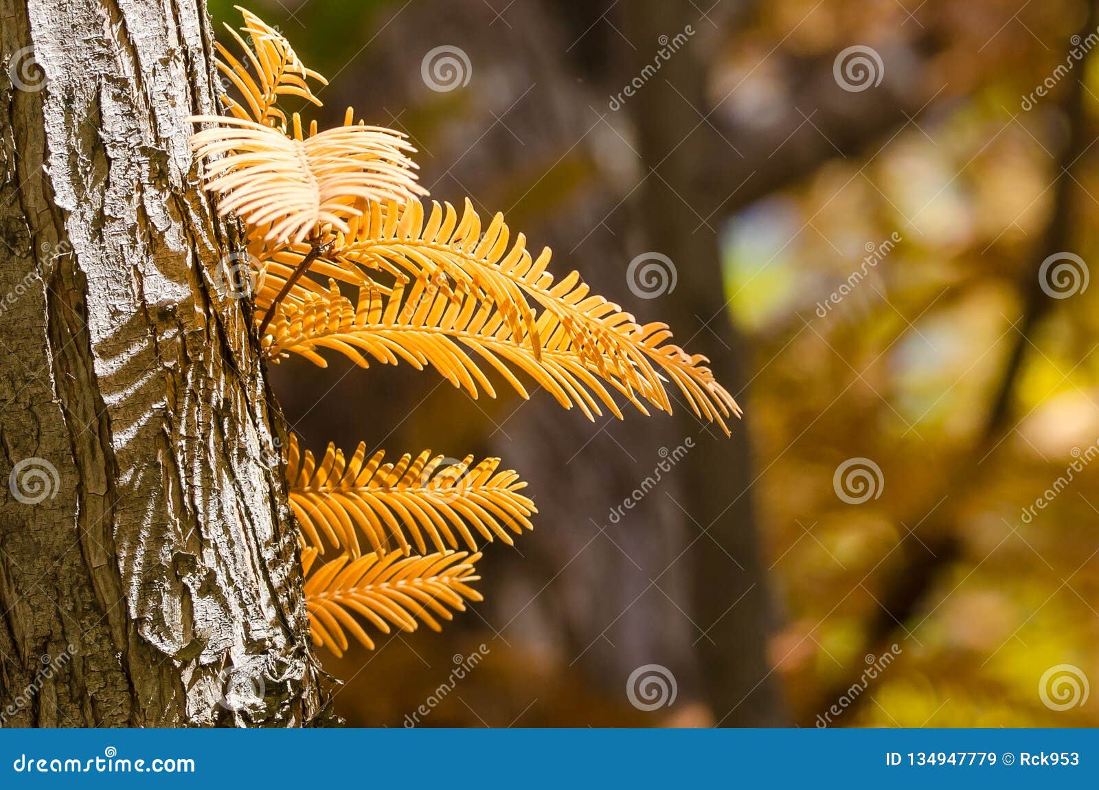 Golden Branches of Autumn Displayed on a Dawn Redwood Tree Stock Image ...