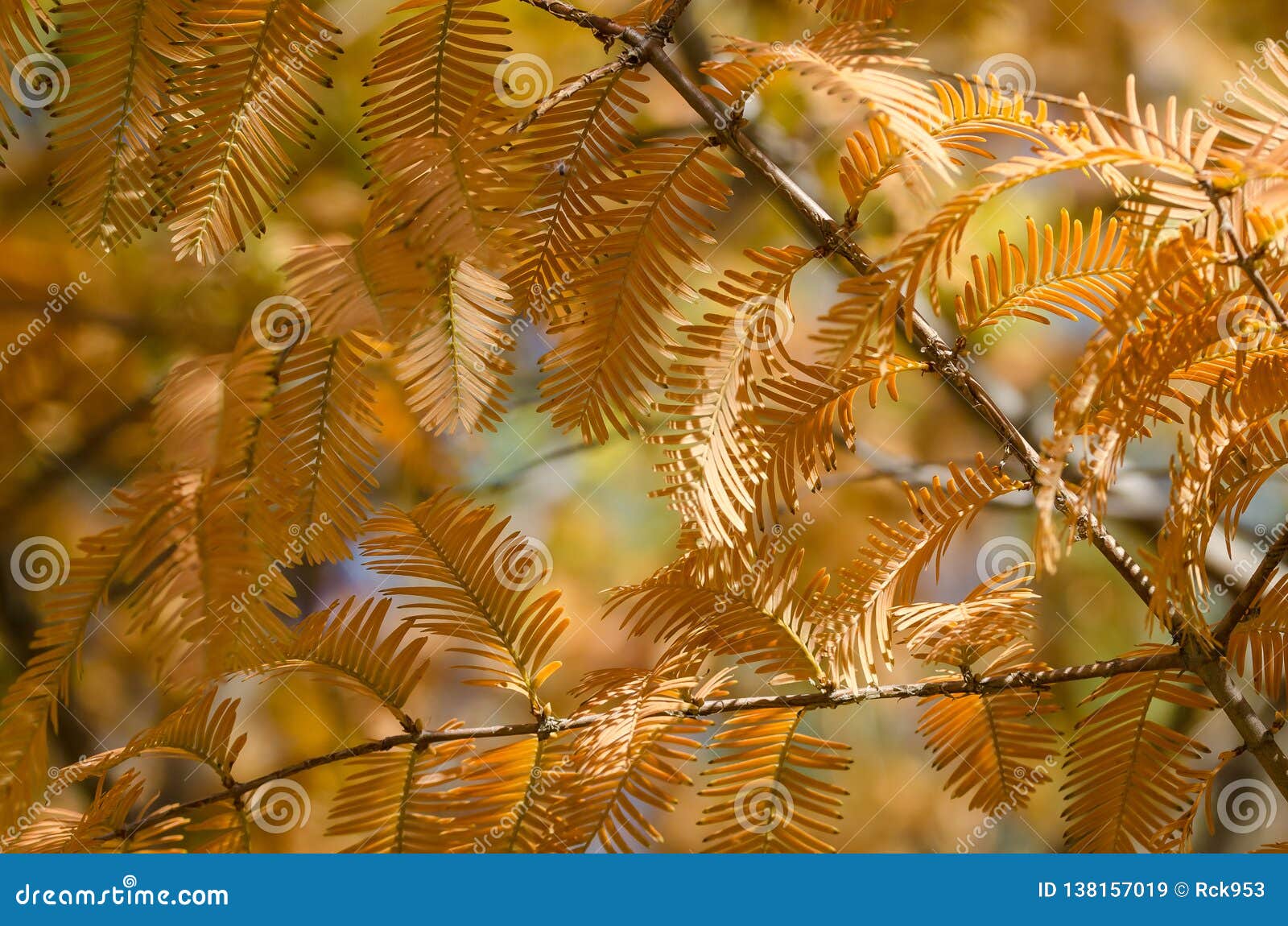 Golden Branches of Autumn Displayed on a Dawn Redwood Tree Stock Image ...