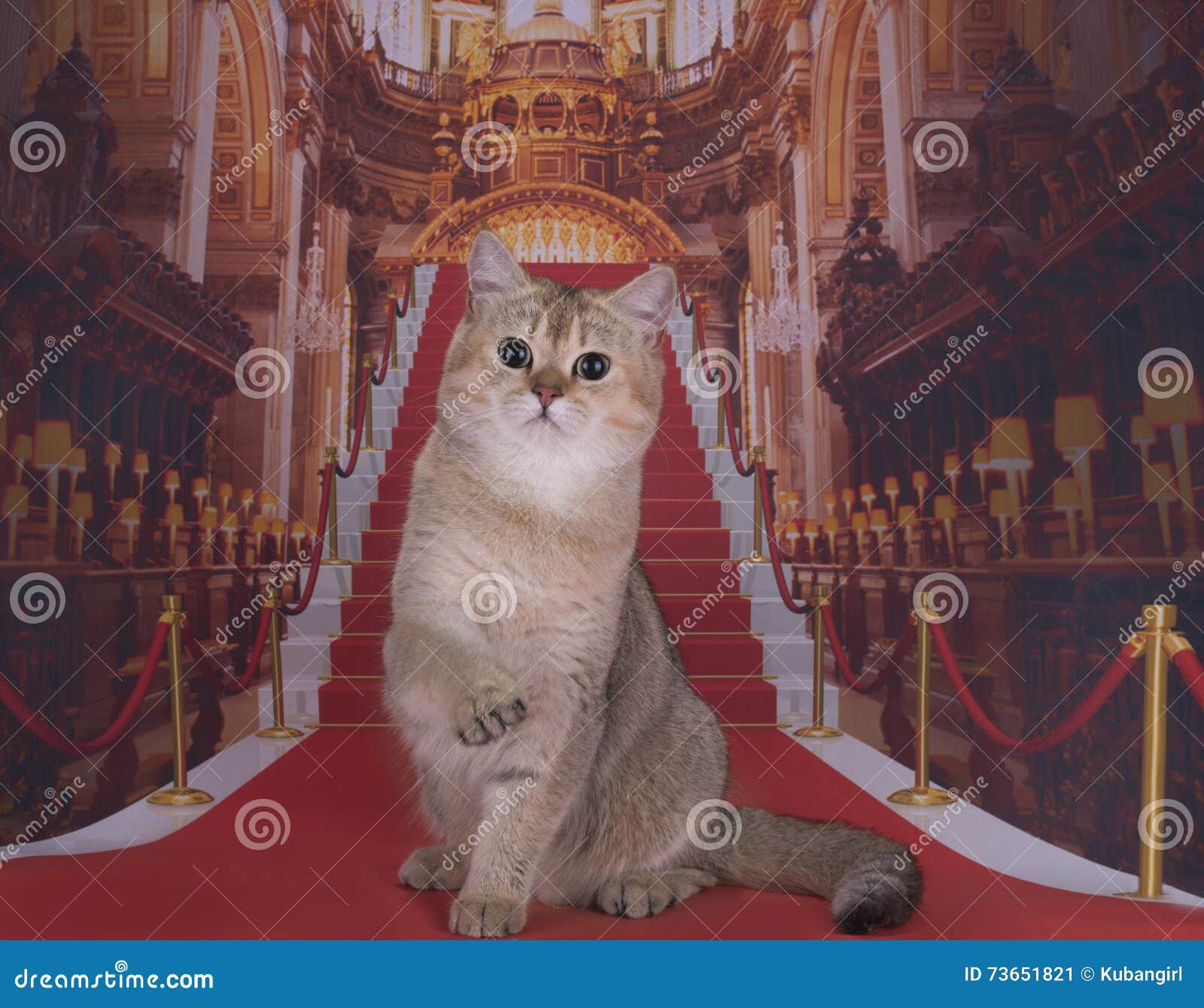 Golden British Cat on the Red Carpet Stock Image - Image of duke ...