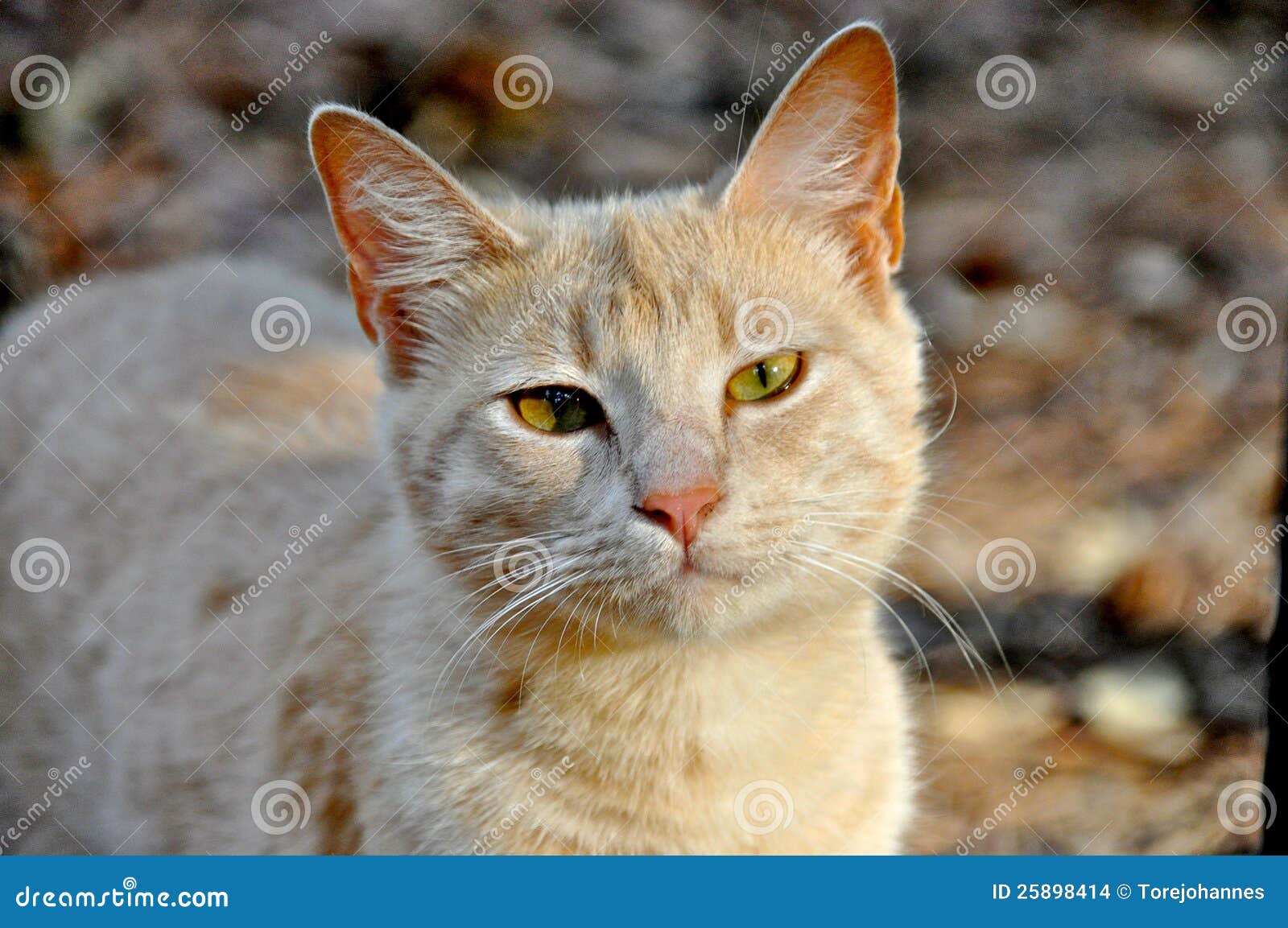 Golden Brown Cat stock photo. Image of brown, golden - 25898414