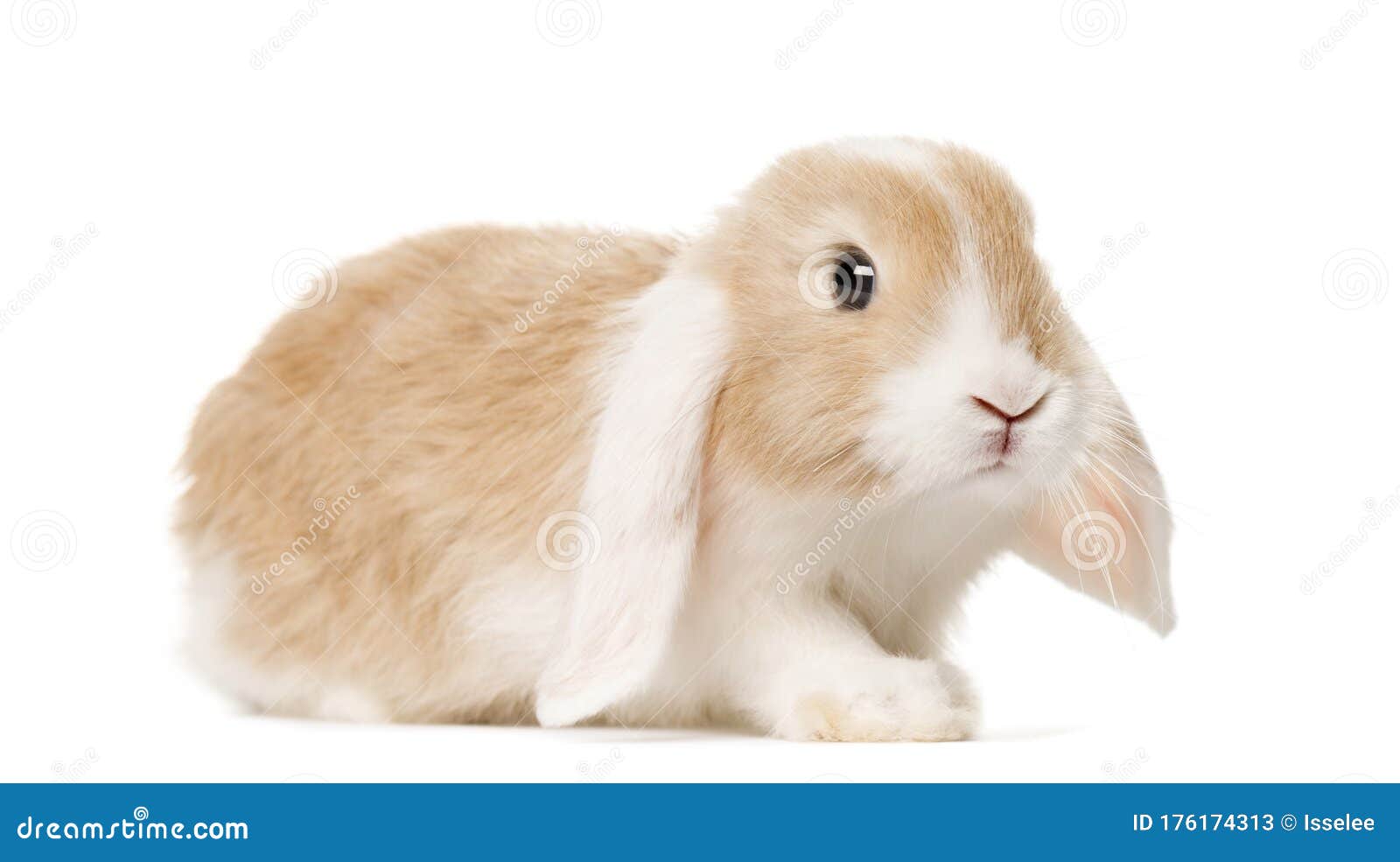 Golden Brown Domestic Rabbit , Isolated Stock Image - Image of domestic ...