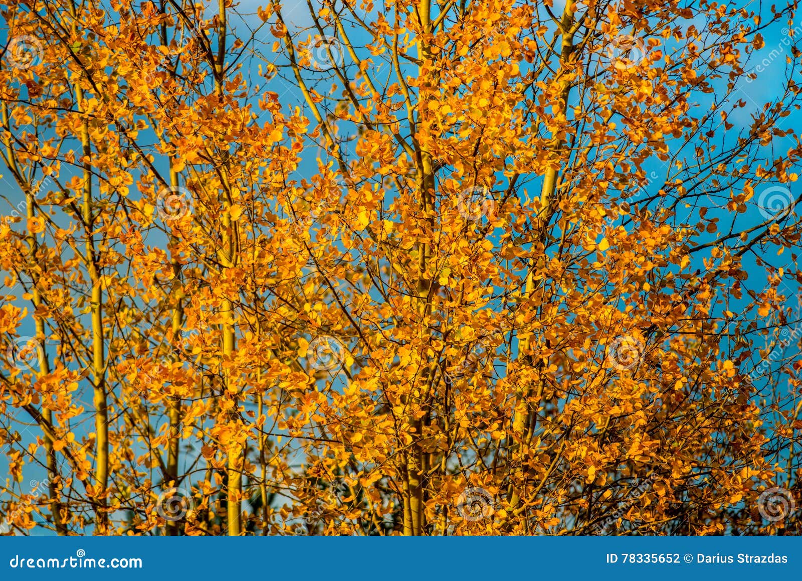 Golden brown tree in fall stock photo. Image of trunk - 78335652