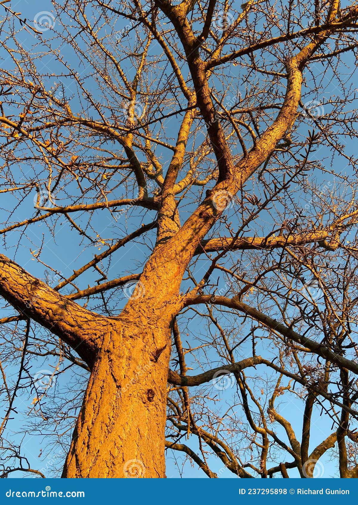 Golden Brown Tree at Sunset in December Stock Photo - Image of brown ...