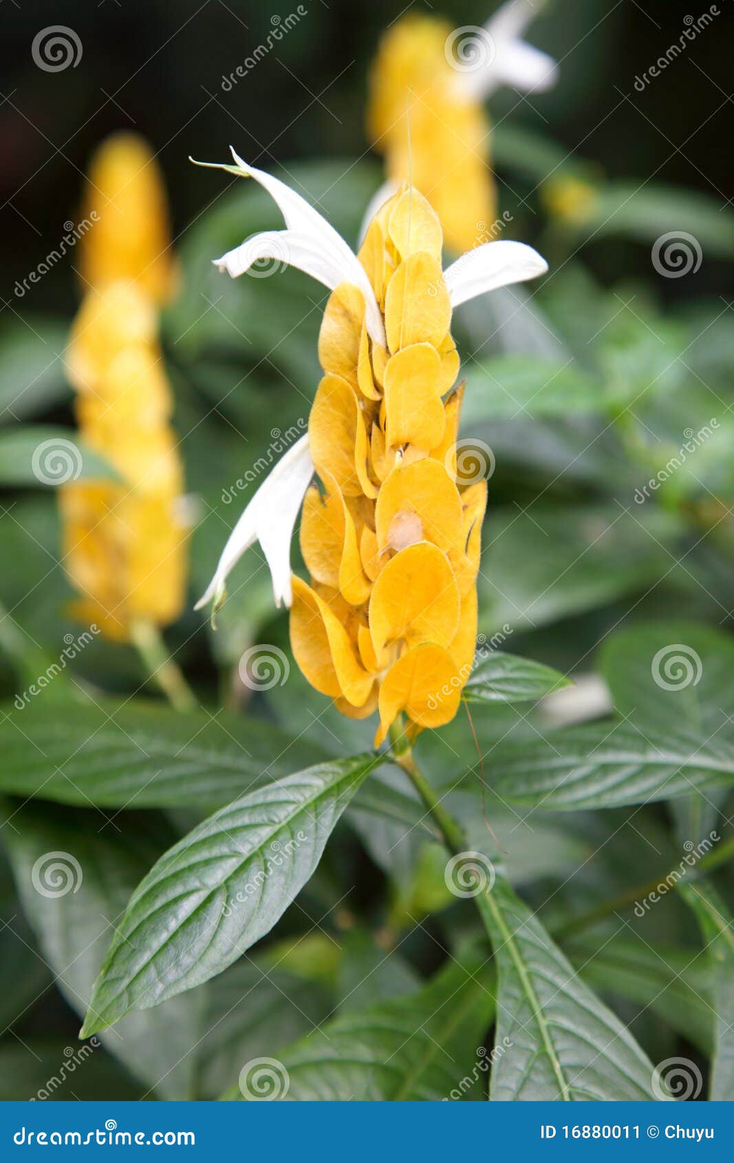 Golden bud flower stock image. Image of gold, asia, lutea - 16880011