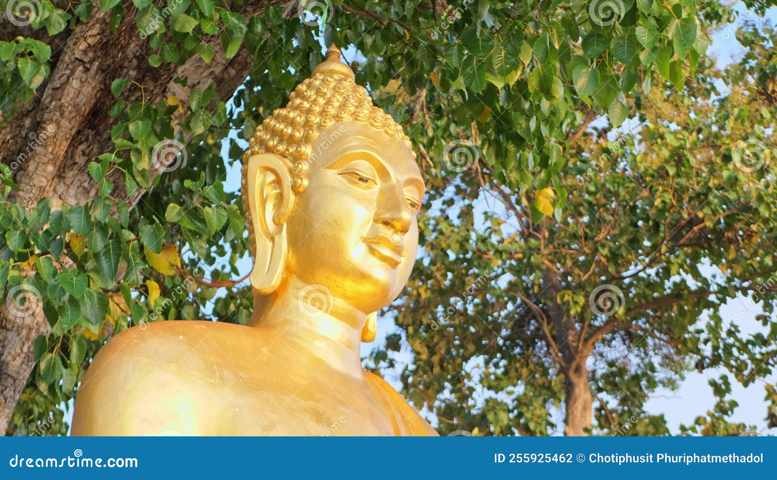 Golden Buddha Statue Under the Bodhi Tree Stock Footage - Video of ...