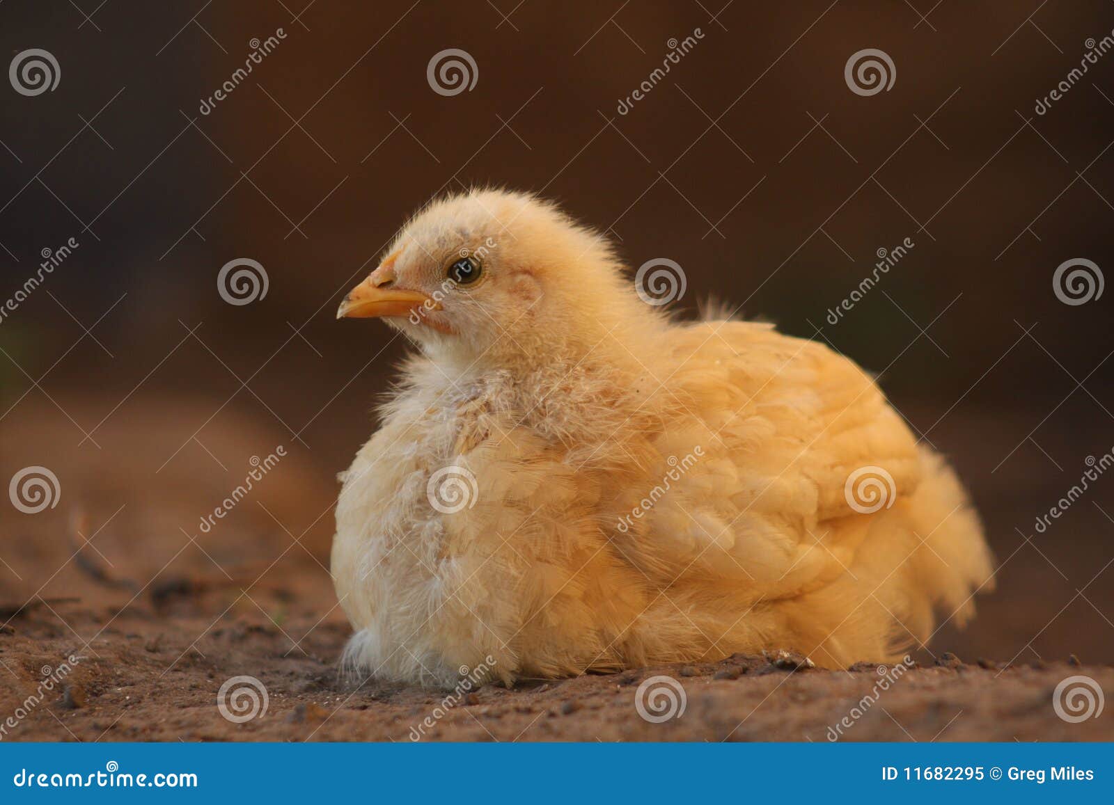 Golden Buff Chickens
