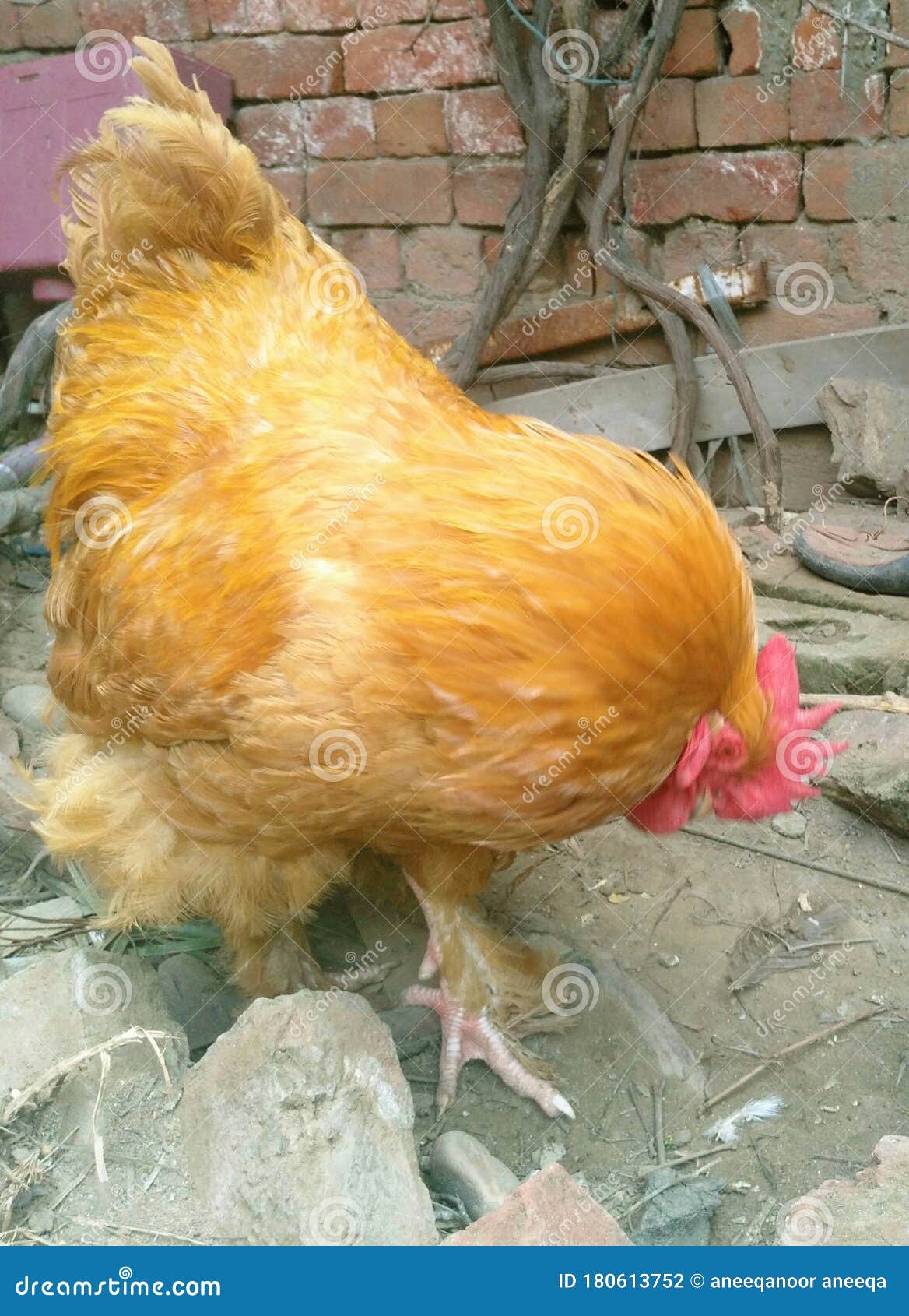 Golden Buff Chickens