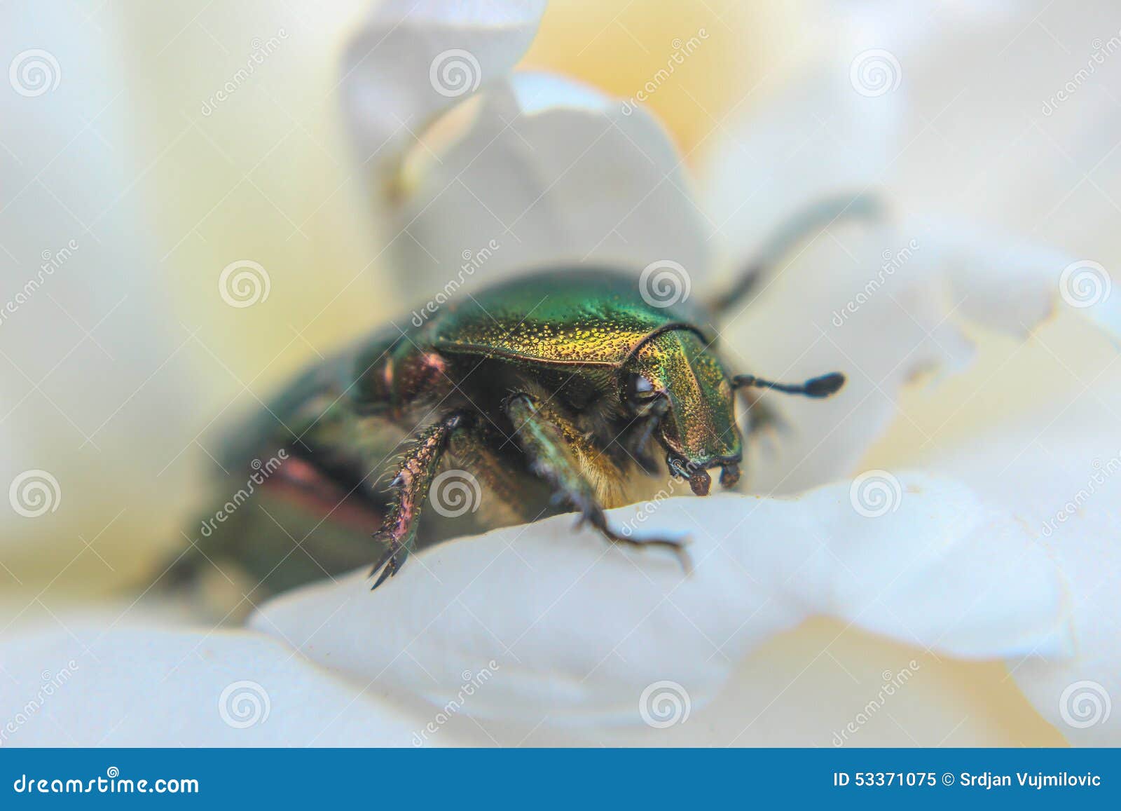 Golden bug on flower leaf stock image. Image of animal - 53371075