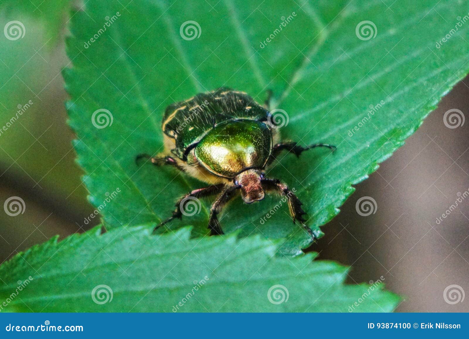 Golden bug stock photo. Image of leaf, macro, nature - 93874100