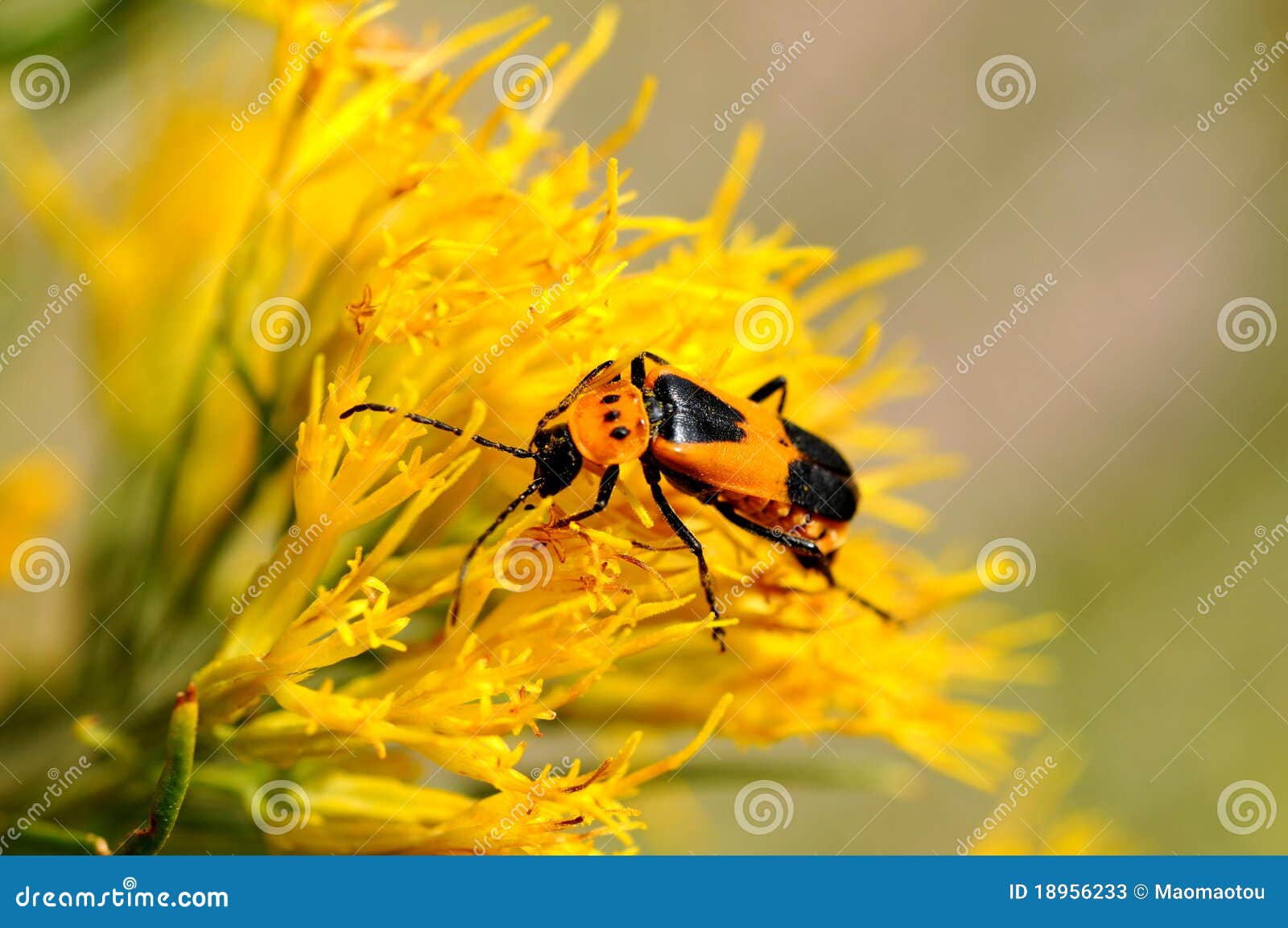 Golden Bug Working on Goldenrod Stock Image - Image of mountains ...