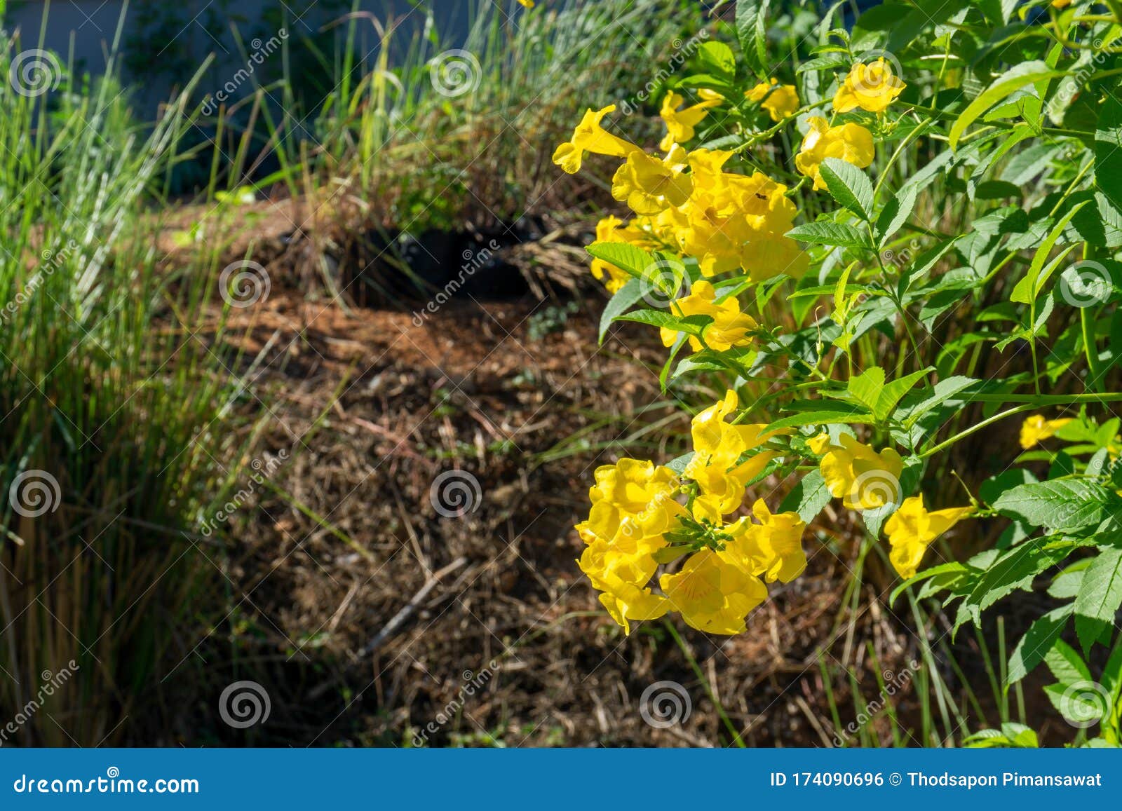 Golden Bushes with Beautiful Flowers in the Area of the House. Stock ...