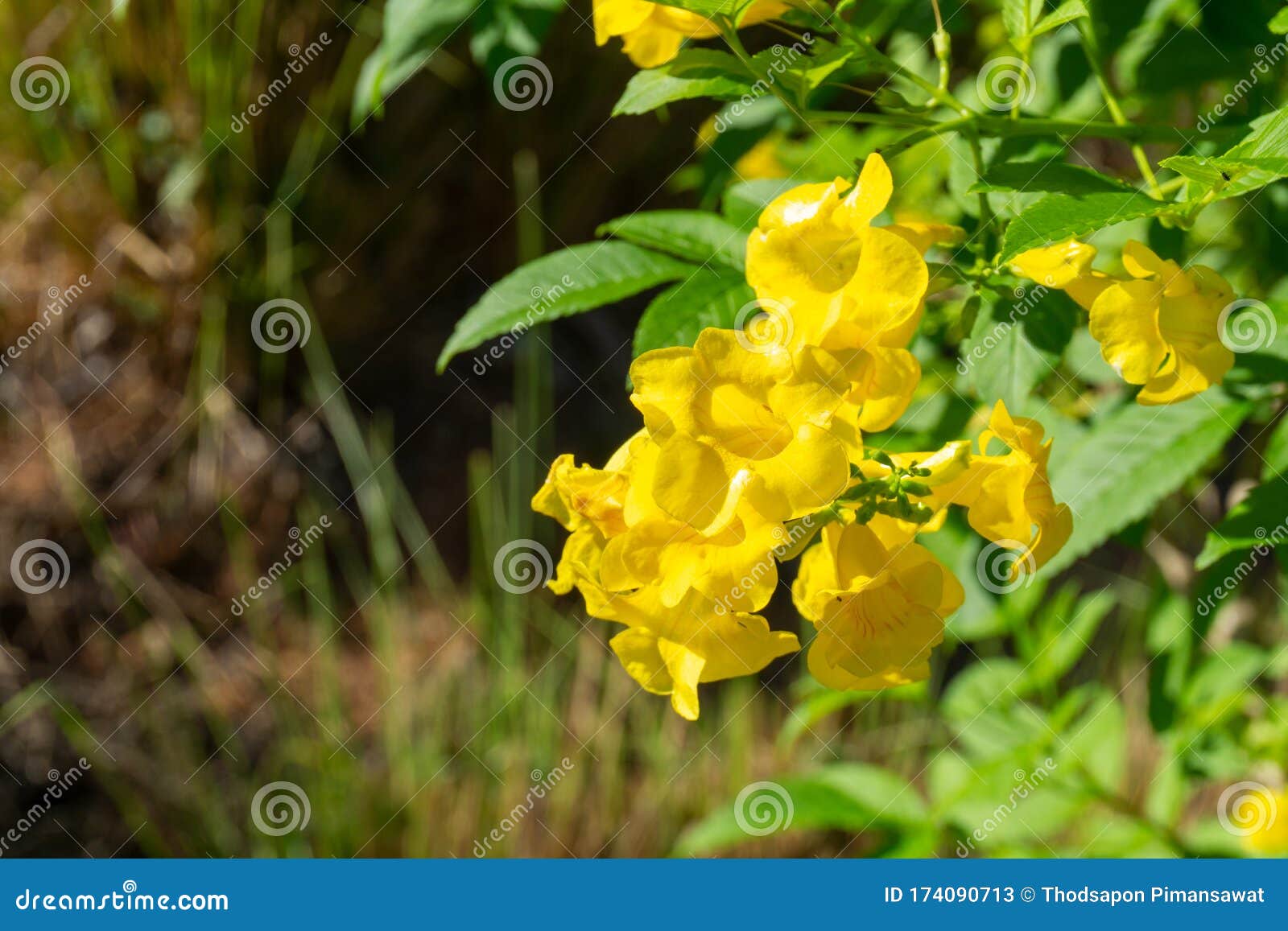 Golden Bushes, Flowering Throughout the Year Stock Image - Image of ...